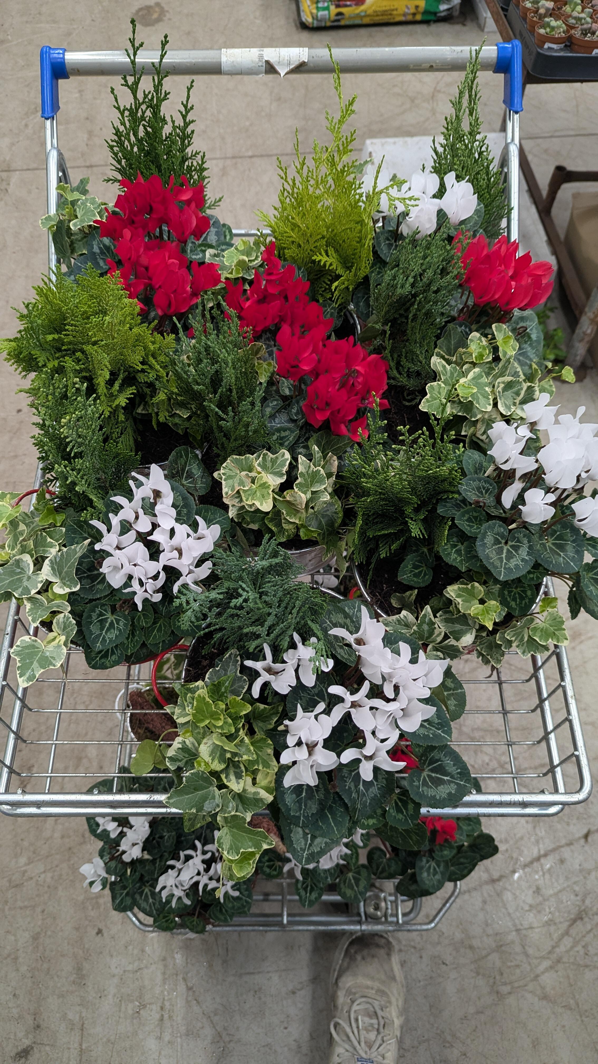 Mixed planters