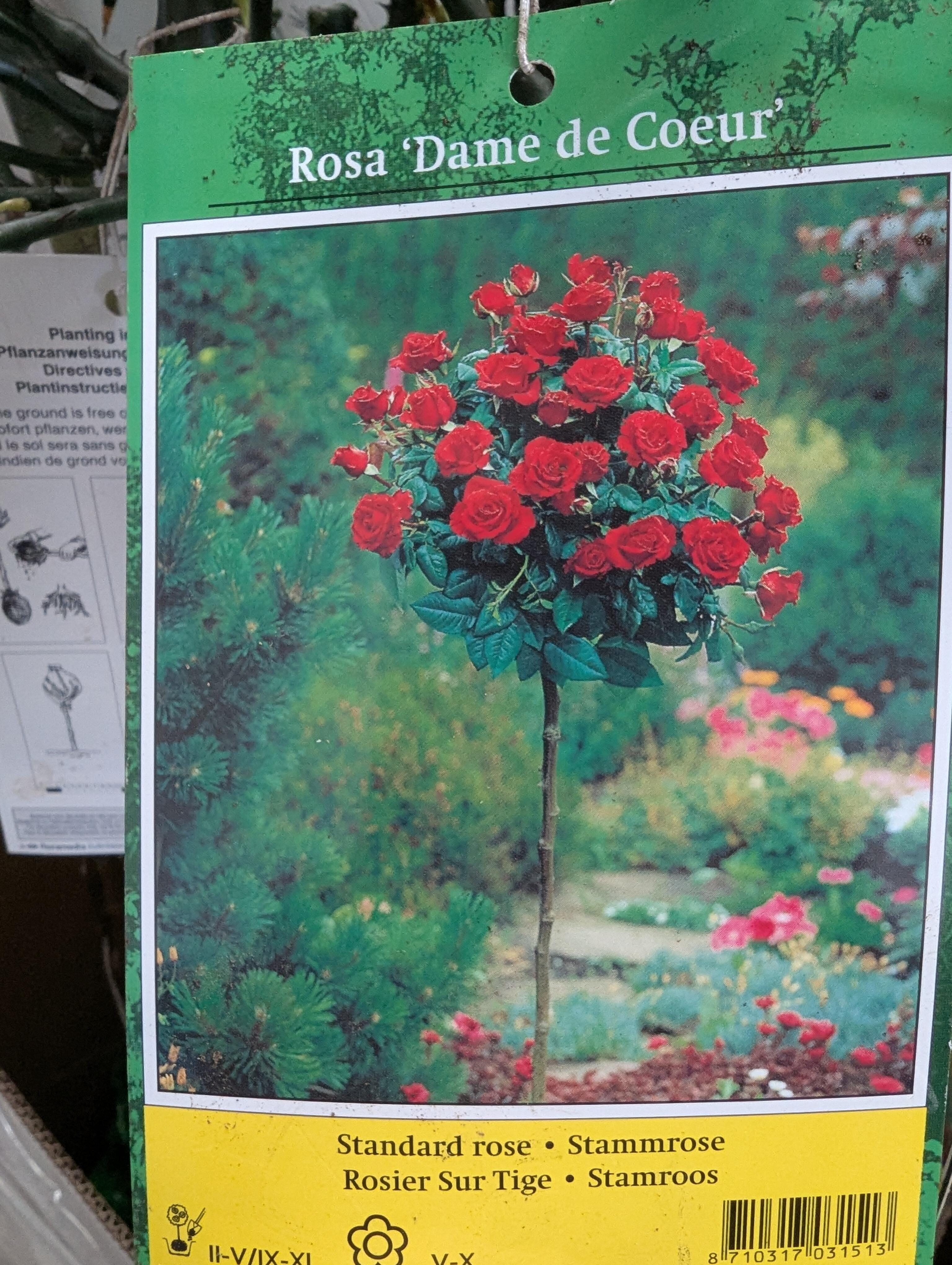 Rose standard