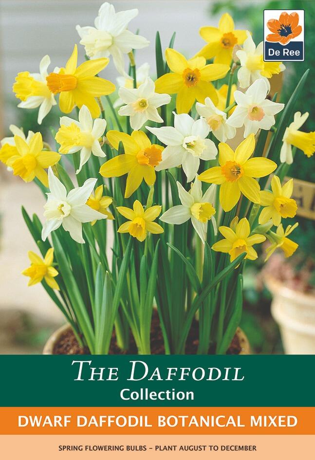Dwarf Daffodil Botanical Mixed