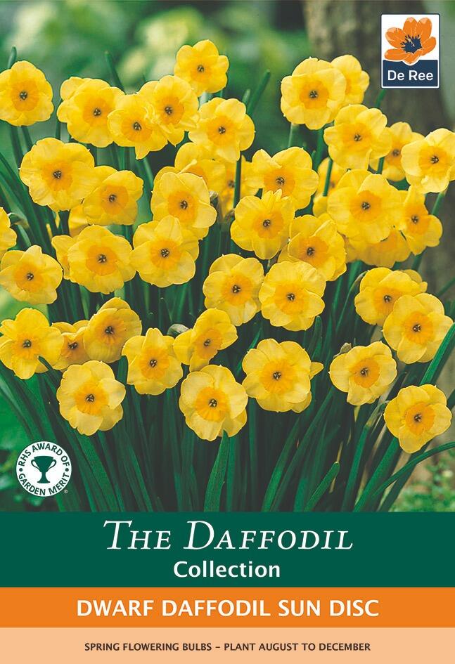 Dwarf Daffodil Sun Disc