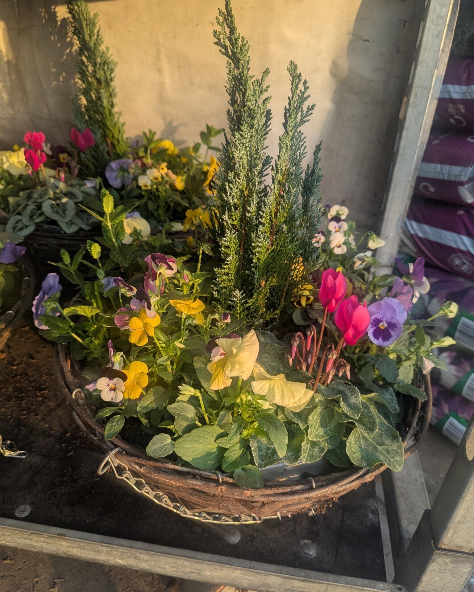 Hanging Baskets