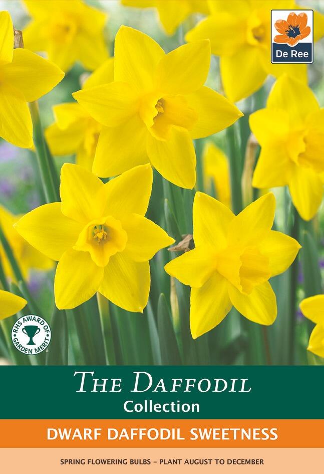 Dwarf Daffodil Sweetness
