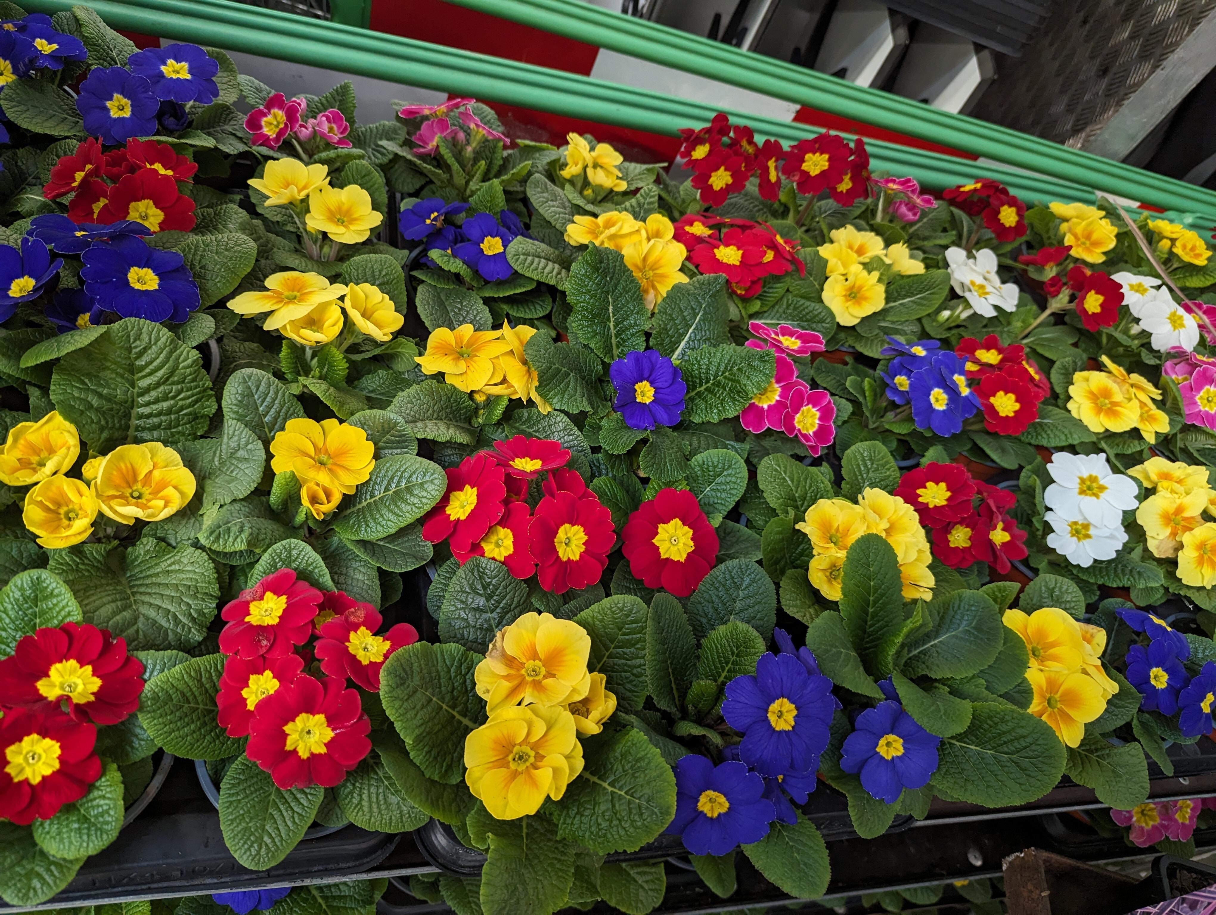 Primrose 10.5cm pot mixed colours