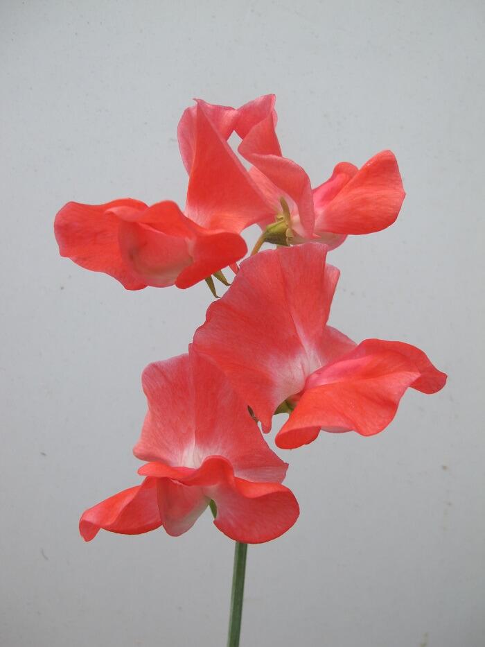 Sweet Pea Edith Flanagan