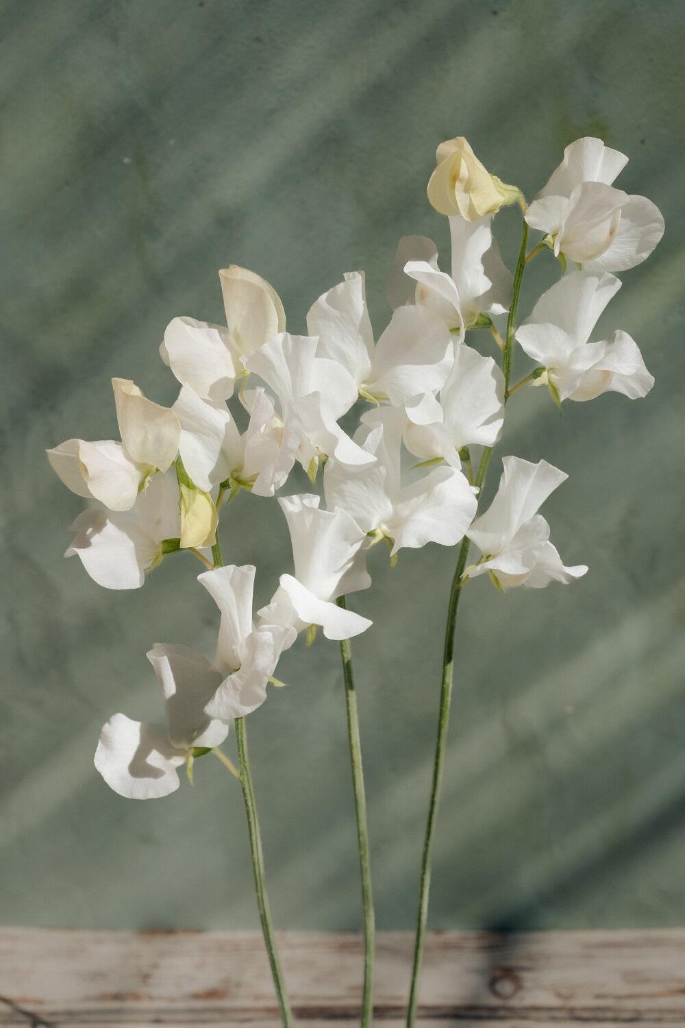 Sweet Pea Winter Sunshine White