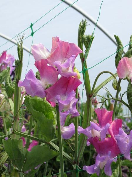 Sweet Pea Enchante