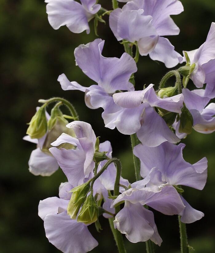 Sweet Pea Chelsea Centenary