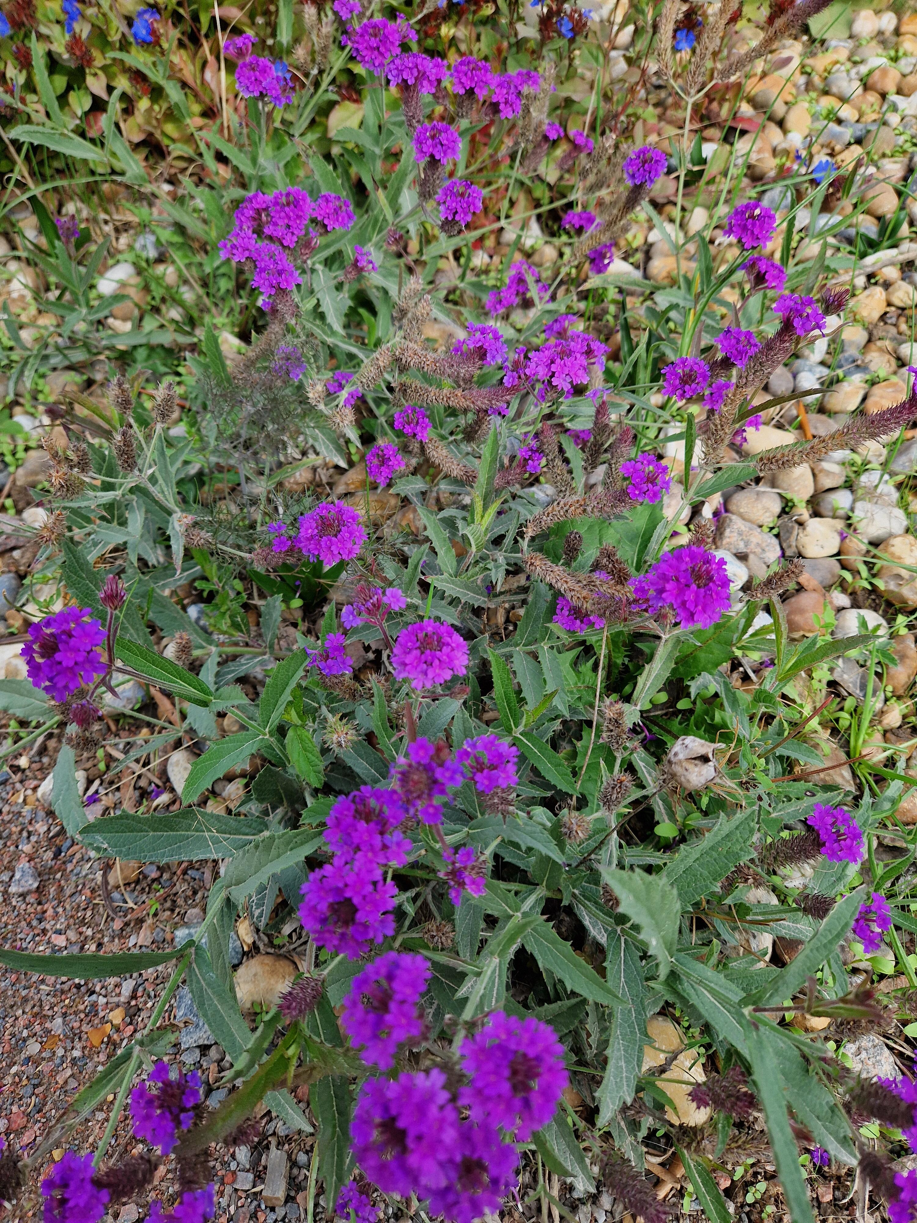 Floral Companion Plants