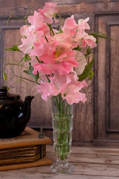 Sweet Pea Charles Unwin