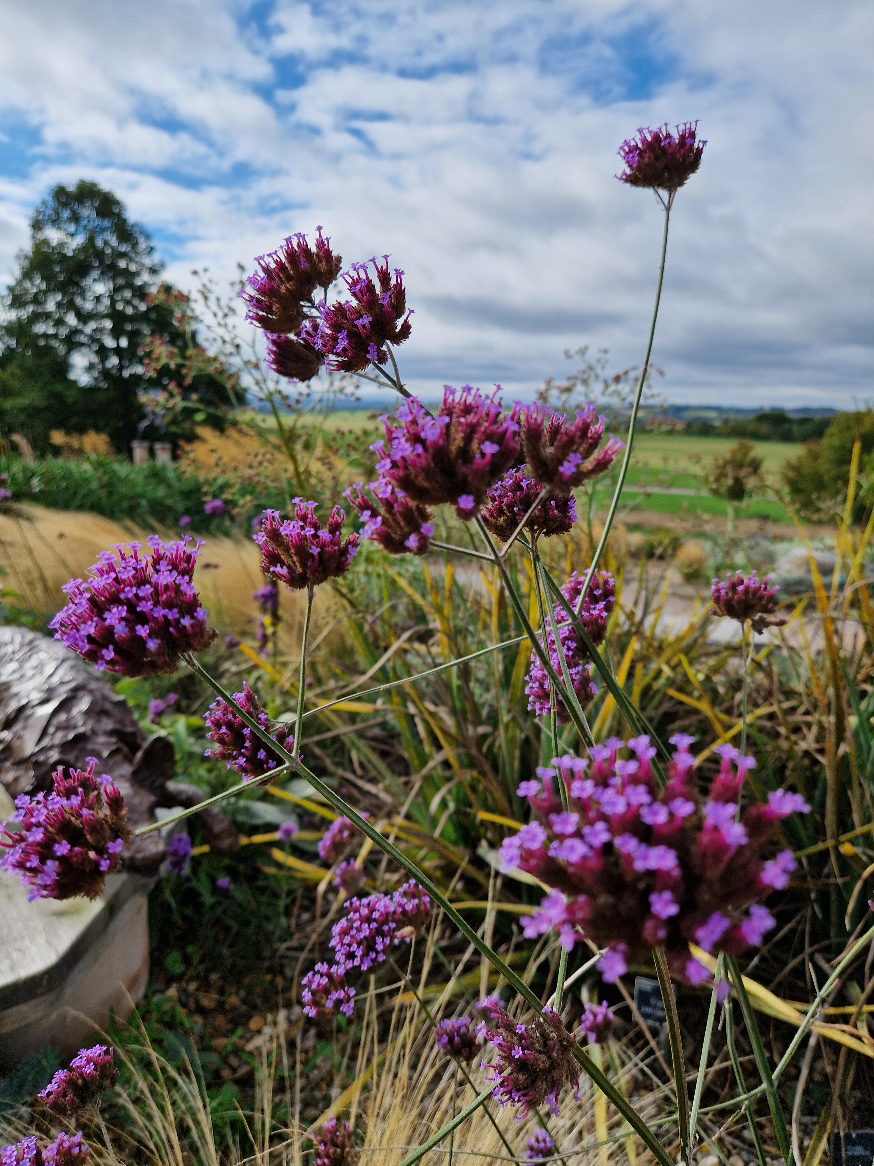 Floral Companion Plants