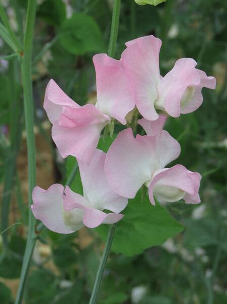 Sweet Pea Pink Pearl