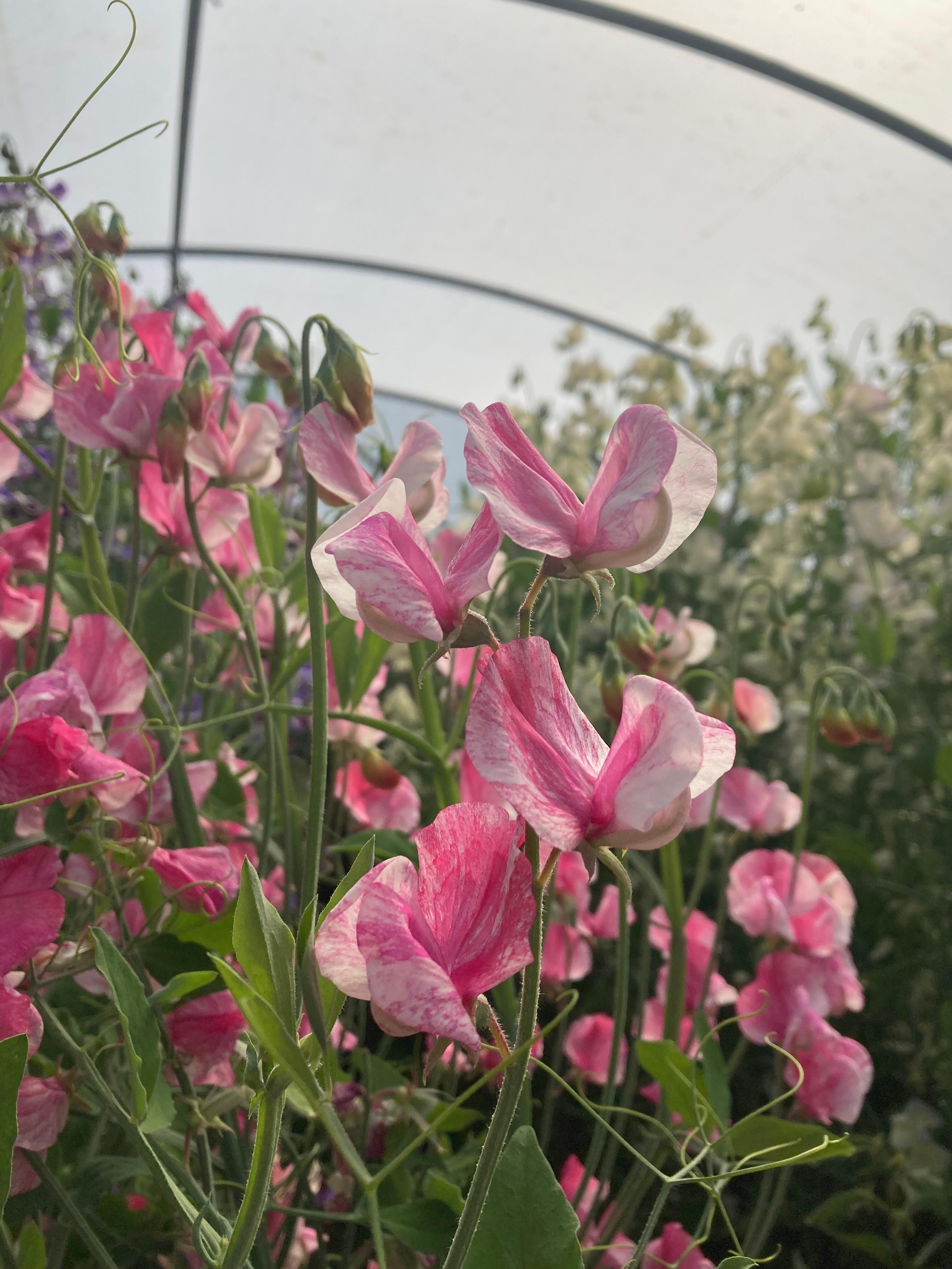 Sweet Pea Our Heroes (also known as Winter Deep Salmon Flake)