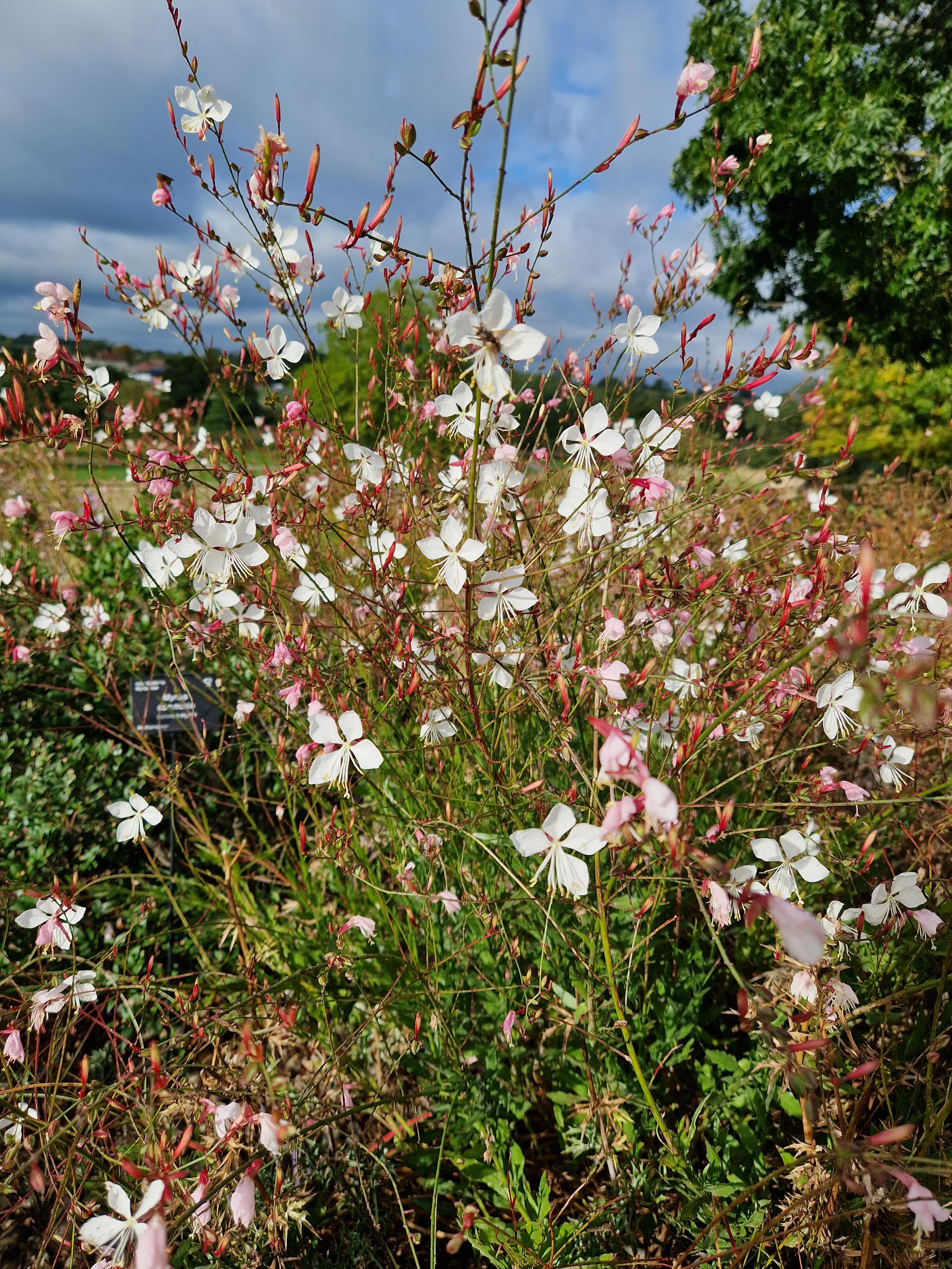 Floral Companion Plants