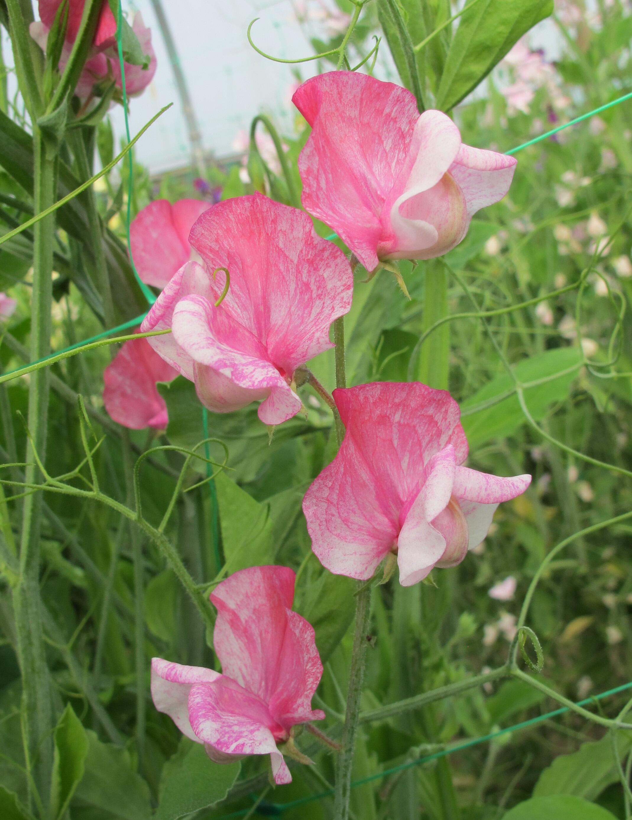 Sweet Pea Our Heroes (also known as Winter Deep Salmon Flake)
