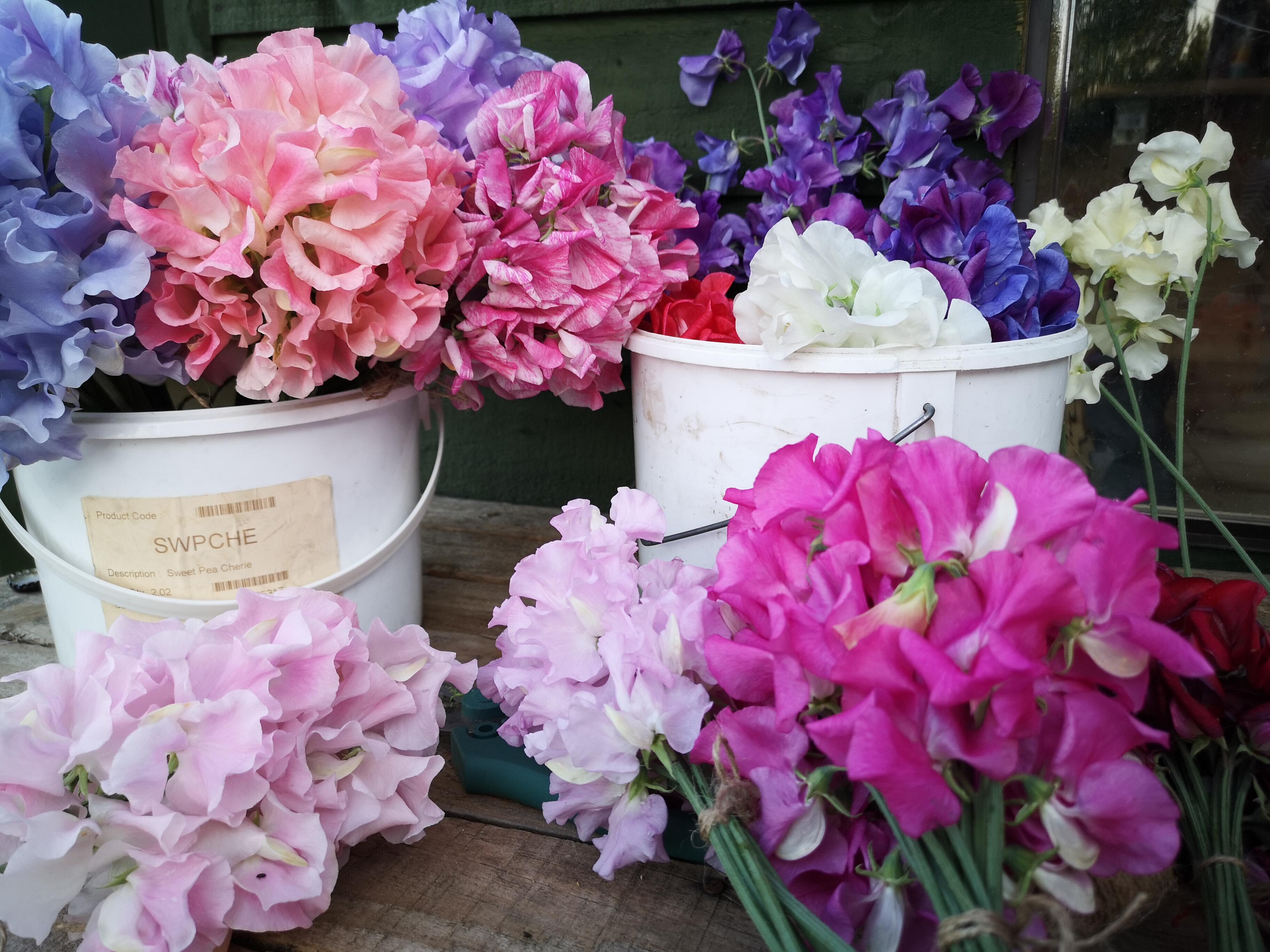 Sweet Pea Plants Mixed - Cornucopia