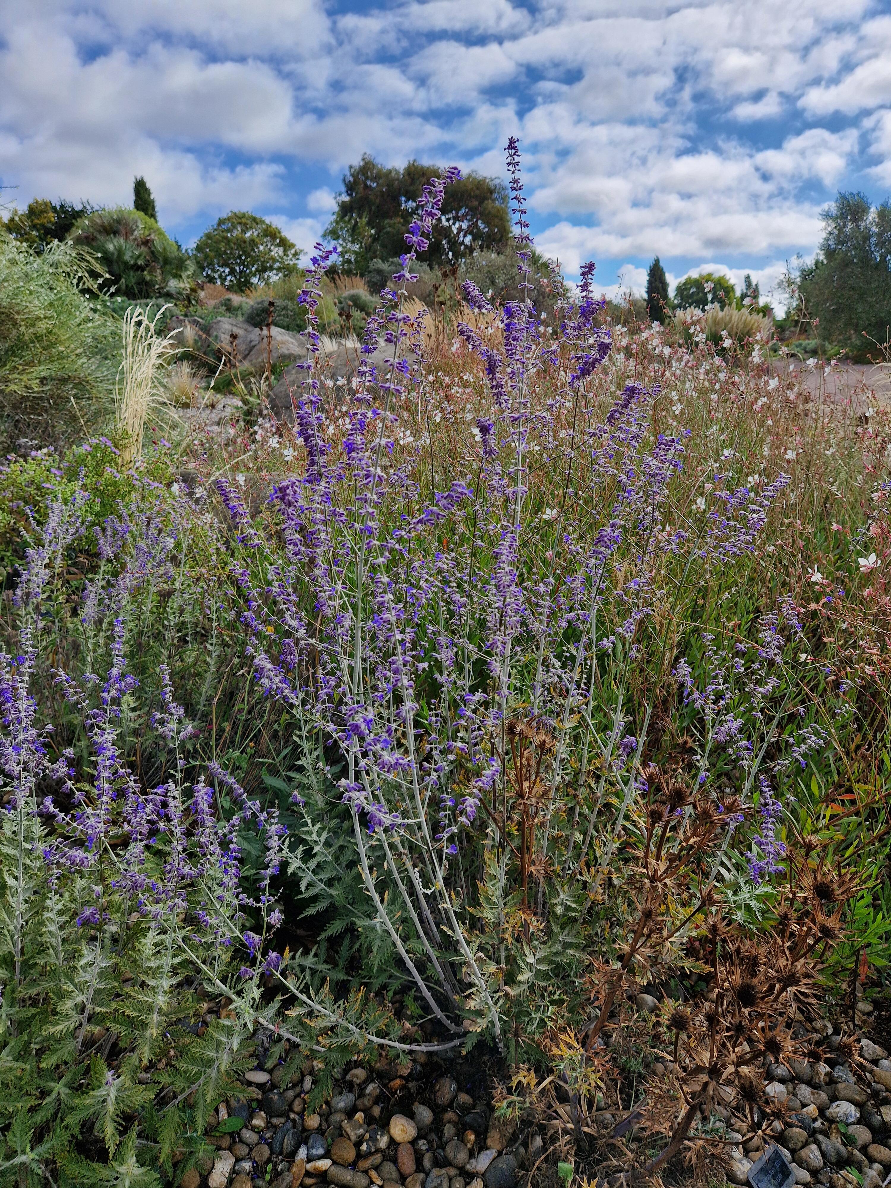 Floral Companion Plants