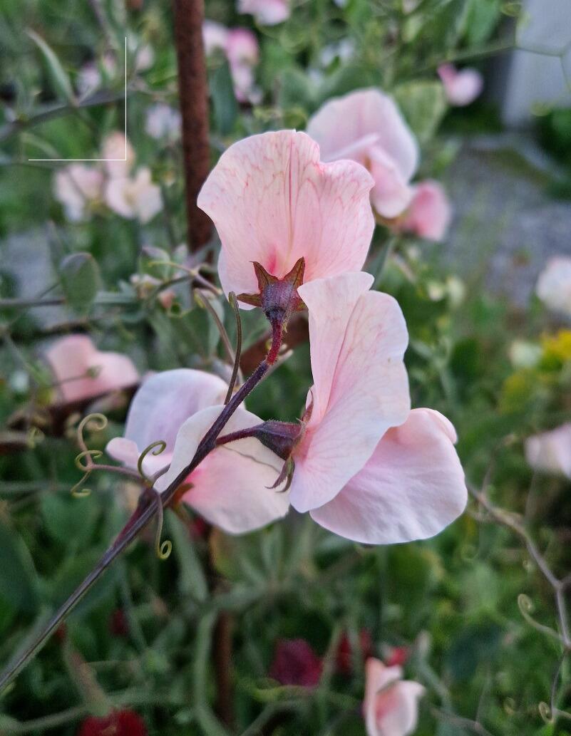Sweet Pea Shell Pink
