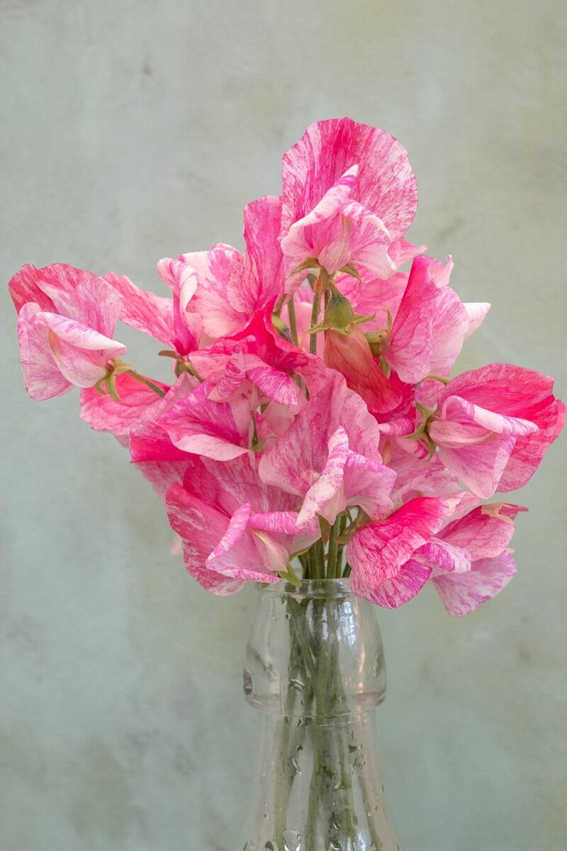Sweet Pea Our Heroes (also known as Winter Deep Salmon Flake)