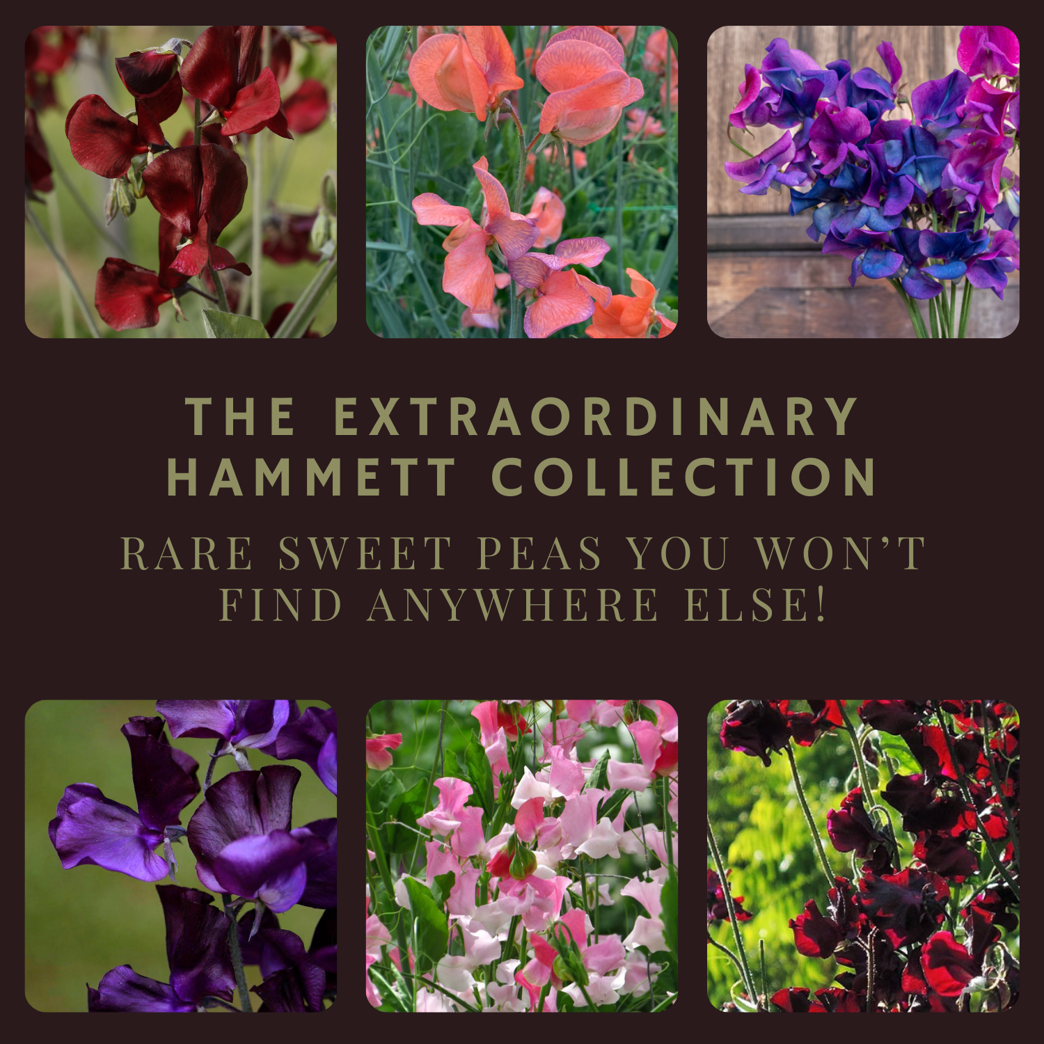 The Extraordinary Hammett Collection: Rare Sweet Peas You Won’t Find ...