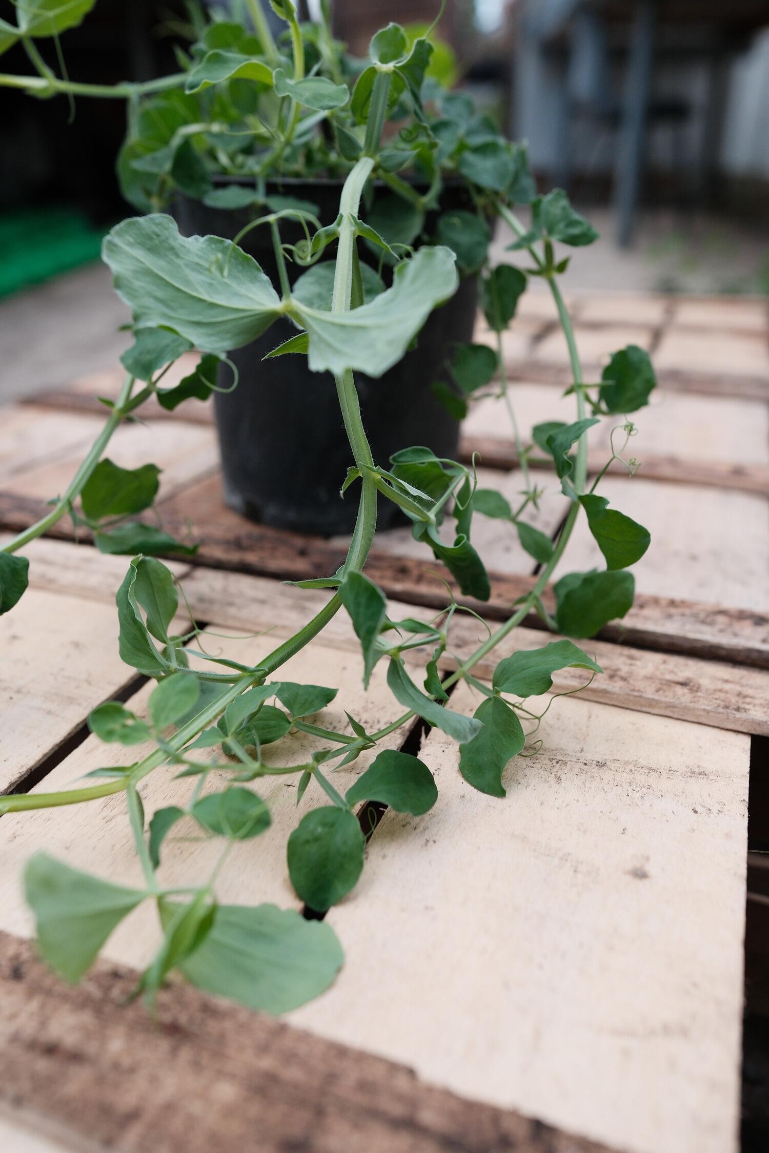 Sweet Pea Plants - Named Varieties