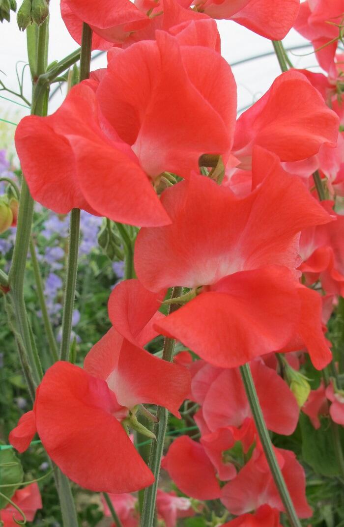 Sweet Pea Edith Flanagan