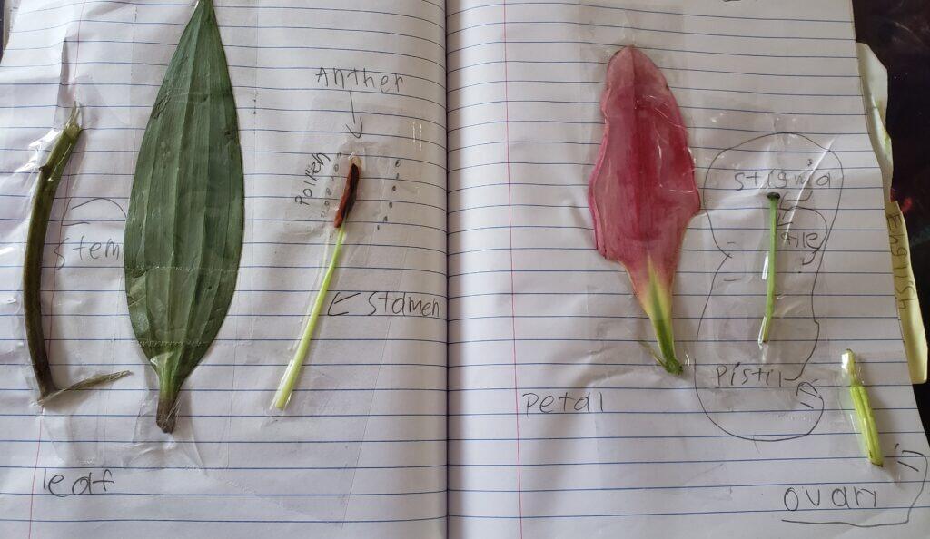 Affordable Homeschool Biology Taught In The Comfort Of Your Home By A ...
