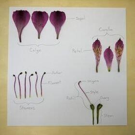 Affordable Homeschool Biology Taught In The Comfort Of Your Home By A ...