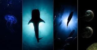Deep Sea Creatures Part 1 & 2 Grades 4-10 (SP: 9 Weeks)