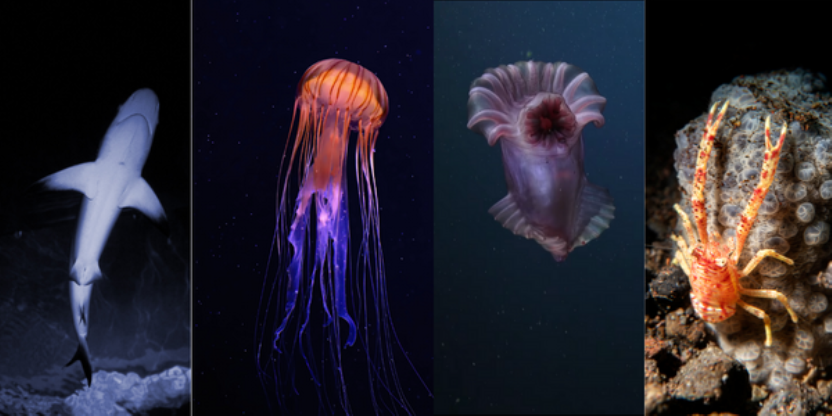 Deep Sea Creatures Part 1 & 2 Grades 4-10 (SP: 9 Weeks)
