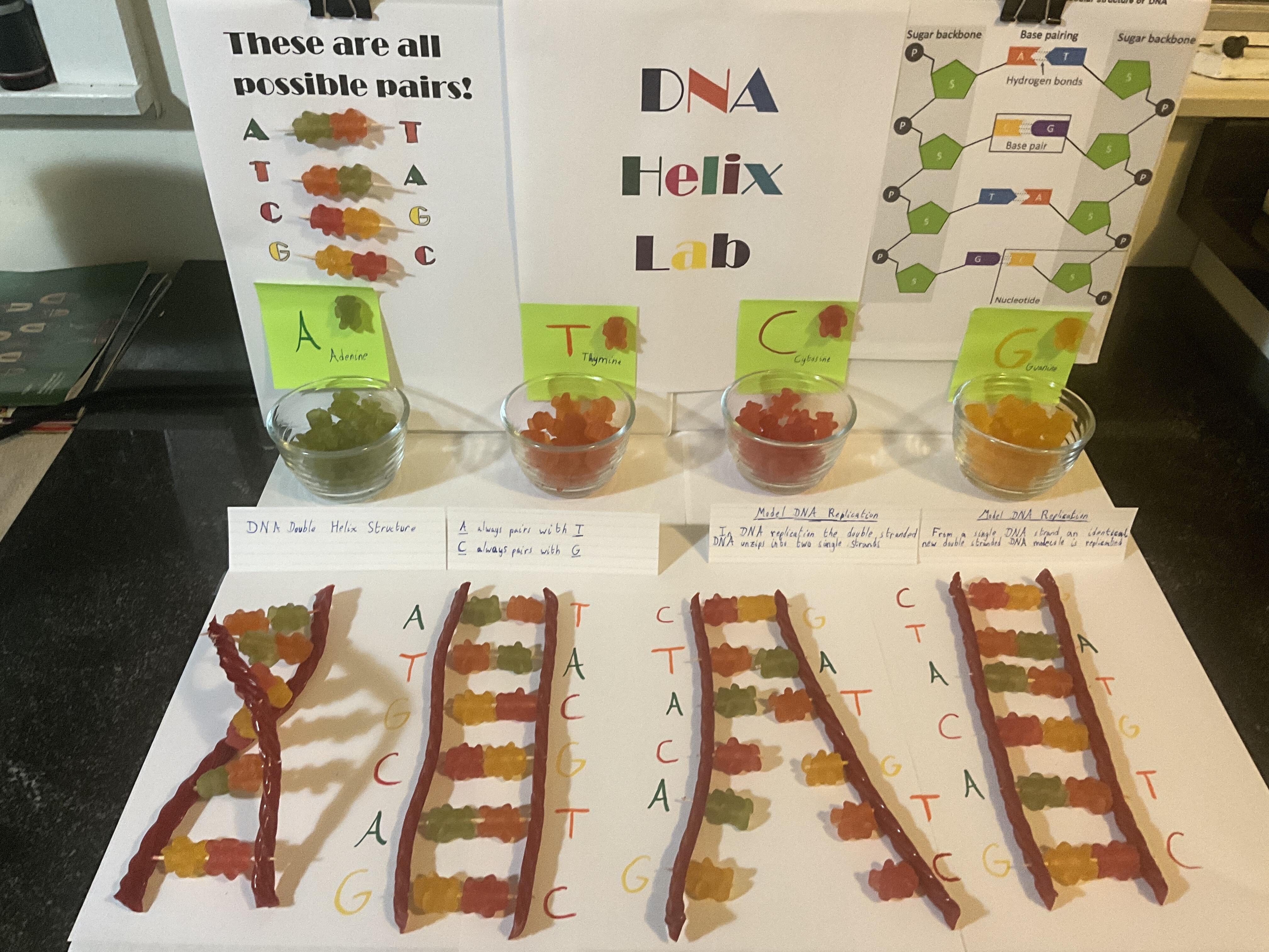DNA Helix & Fun DNA Facts Unit Study Grades 3-6 (SP: 2 Weeks)