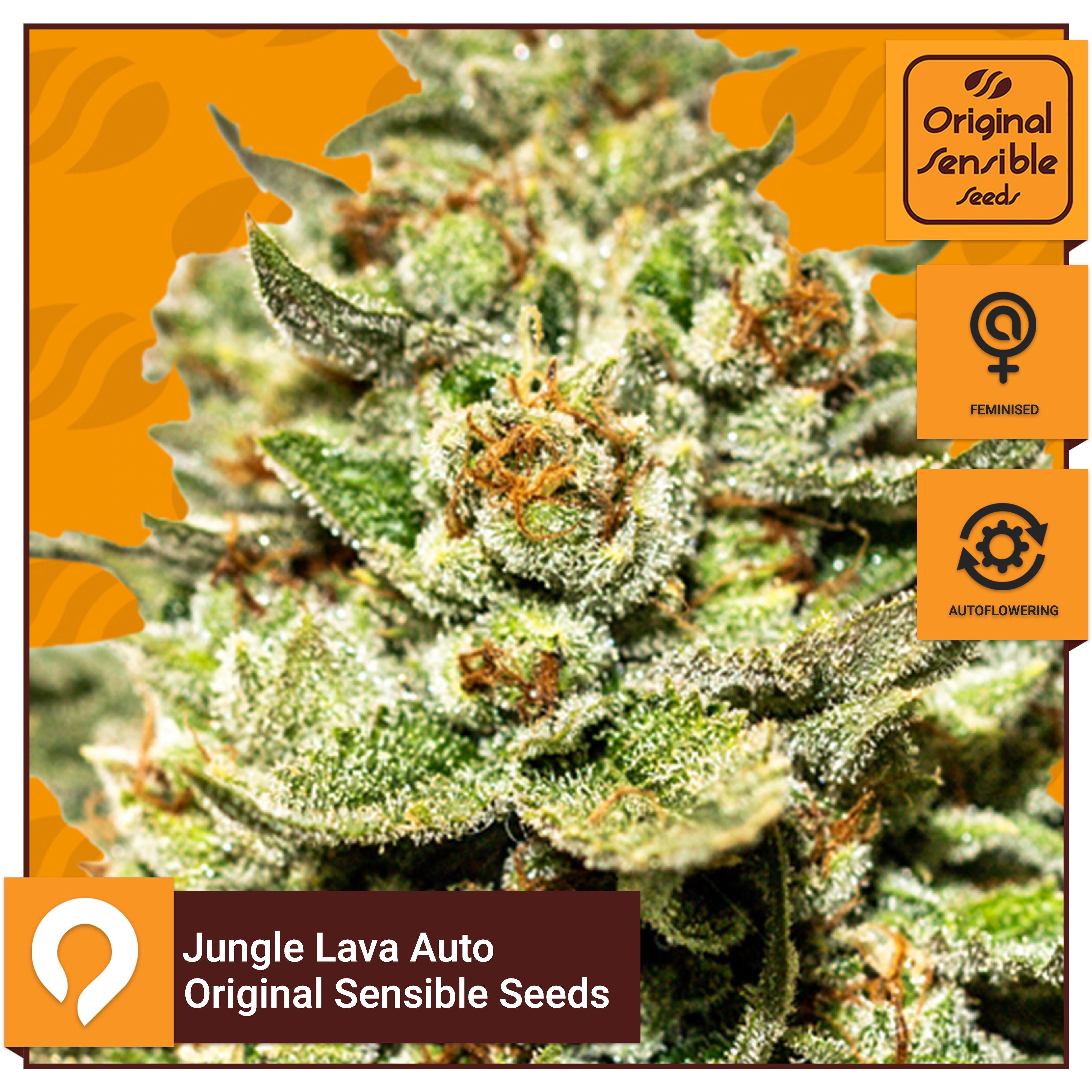 Jungle Lava Auto - Original Sensible Seeds - Feminised Seeds | Kazam Seeds