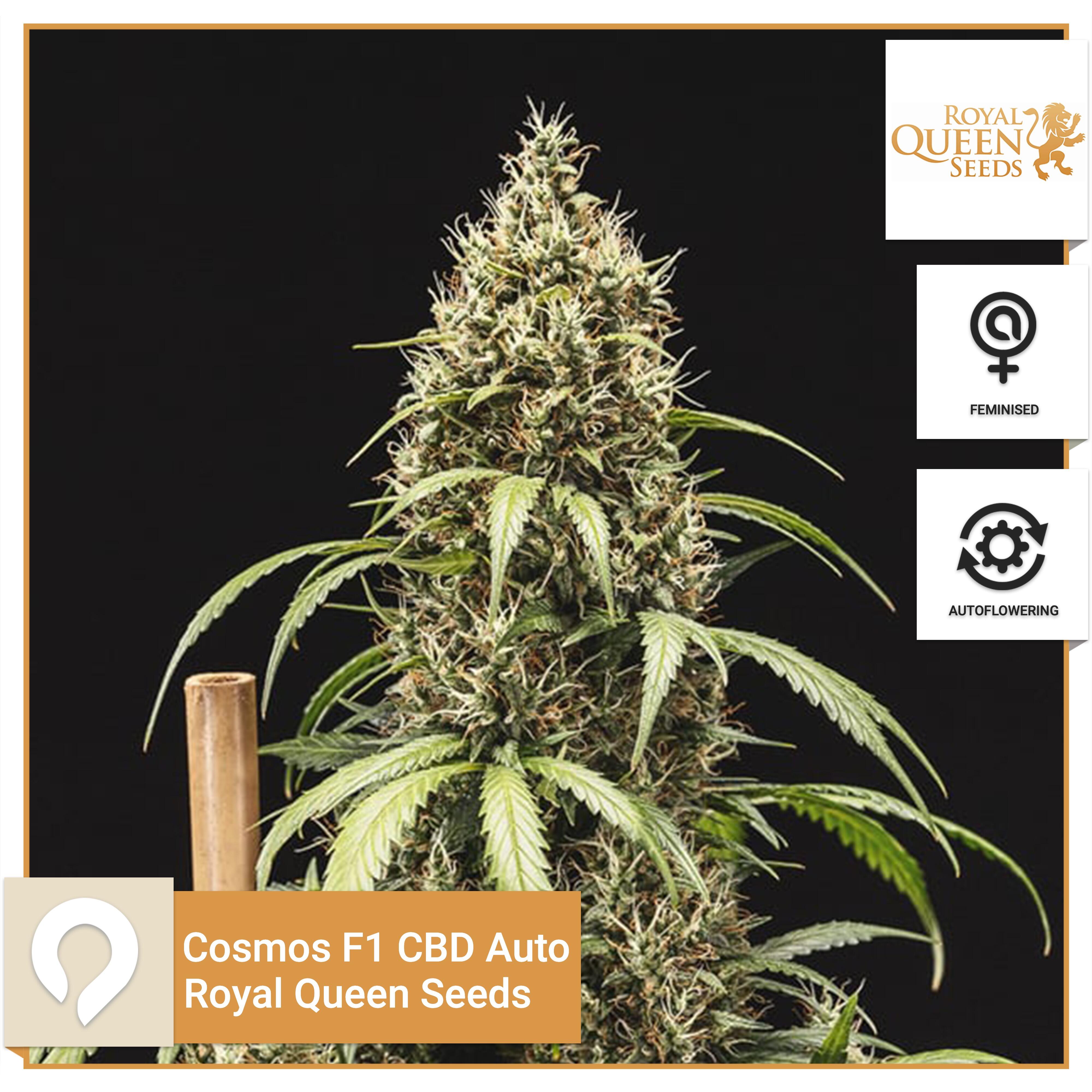 Cosmos F1 CBD Auto - Royal Queen Seeds - Feminised Seeds | Kazam Seeds