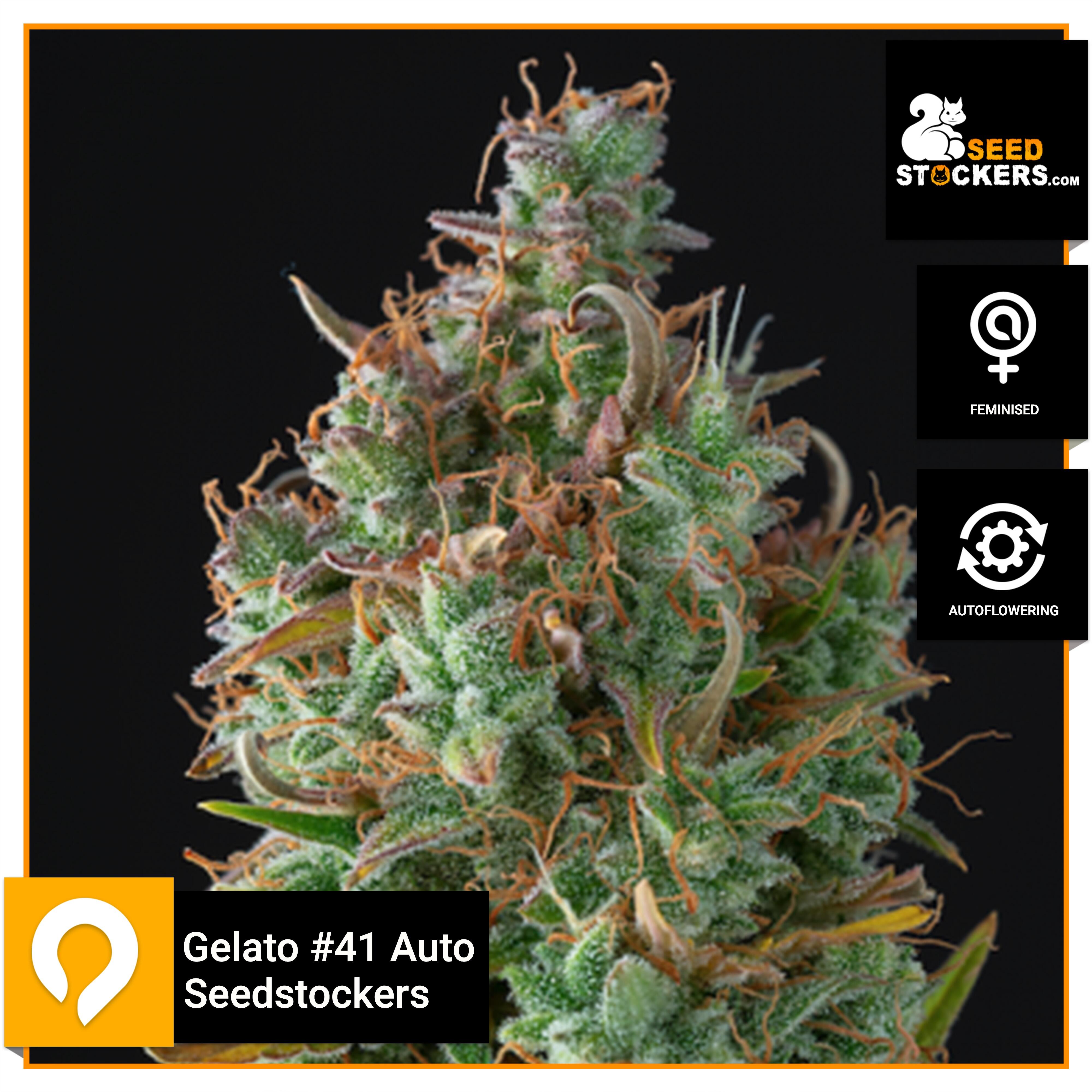 Gelato #41 Auto - Seedstockers - Feminised Seeds | Kazam Seeds