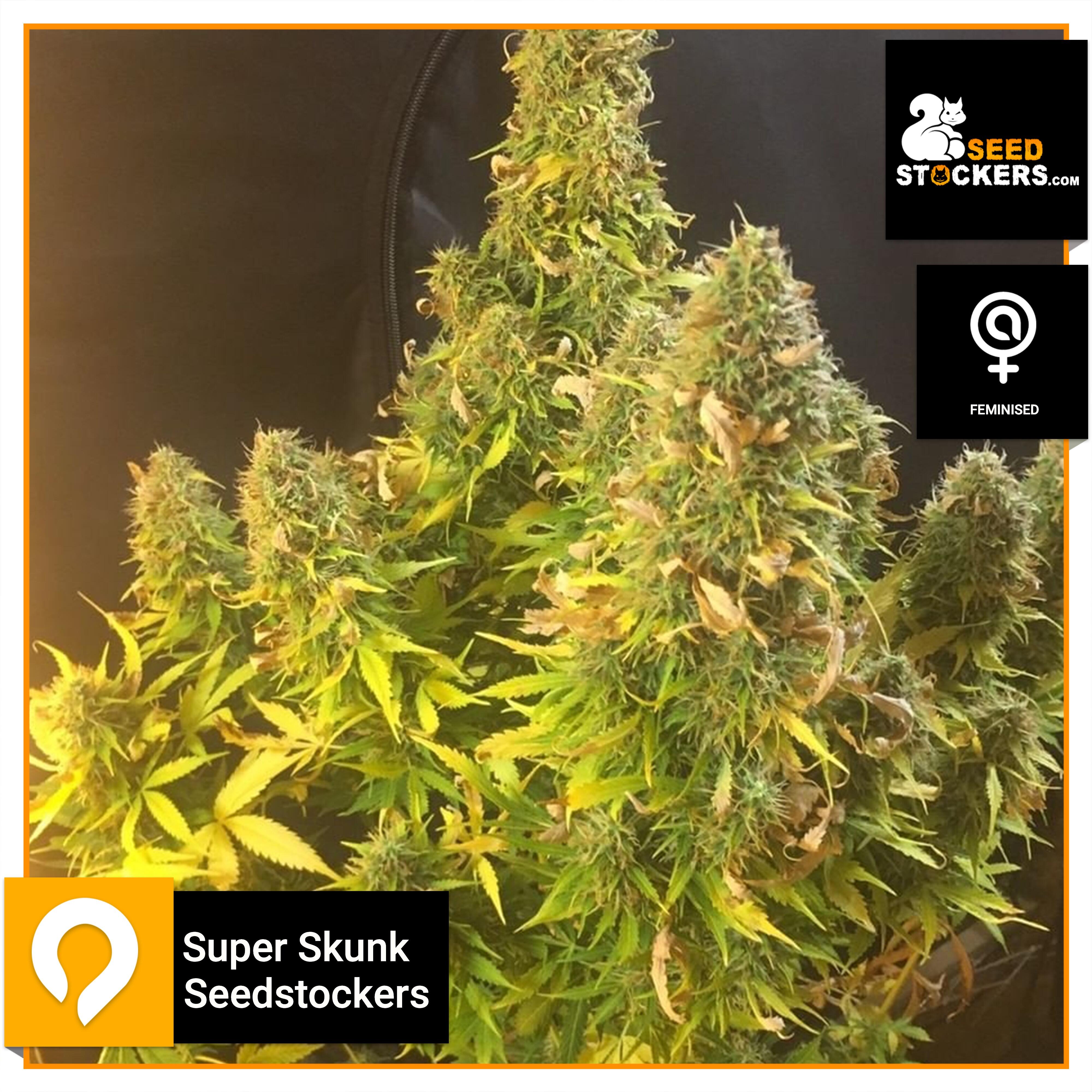 Super Skunk - Seedstockers - Feminised Seeds | Kazam Seeds
