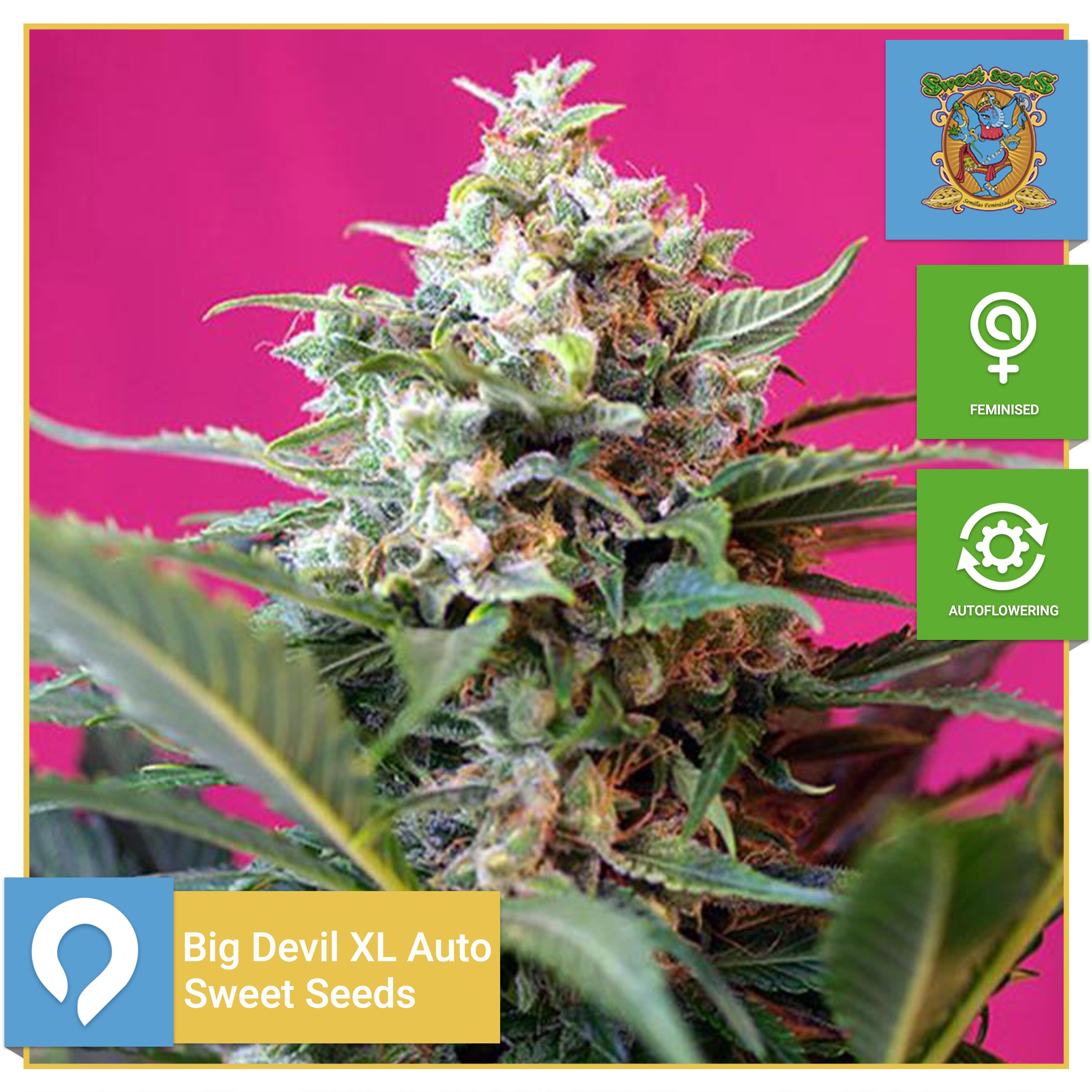 Big Devil XL Auto - Sweet Seeds - Feminised Seeds | Kazam Seeds