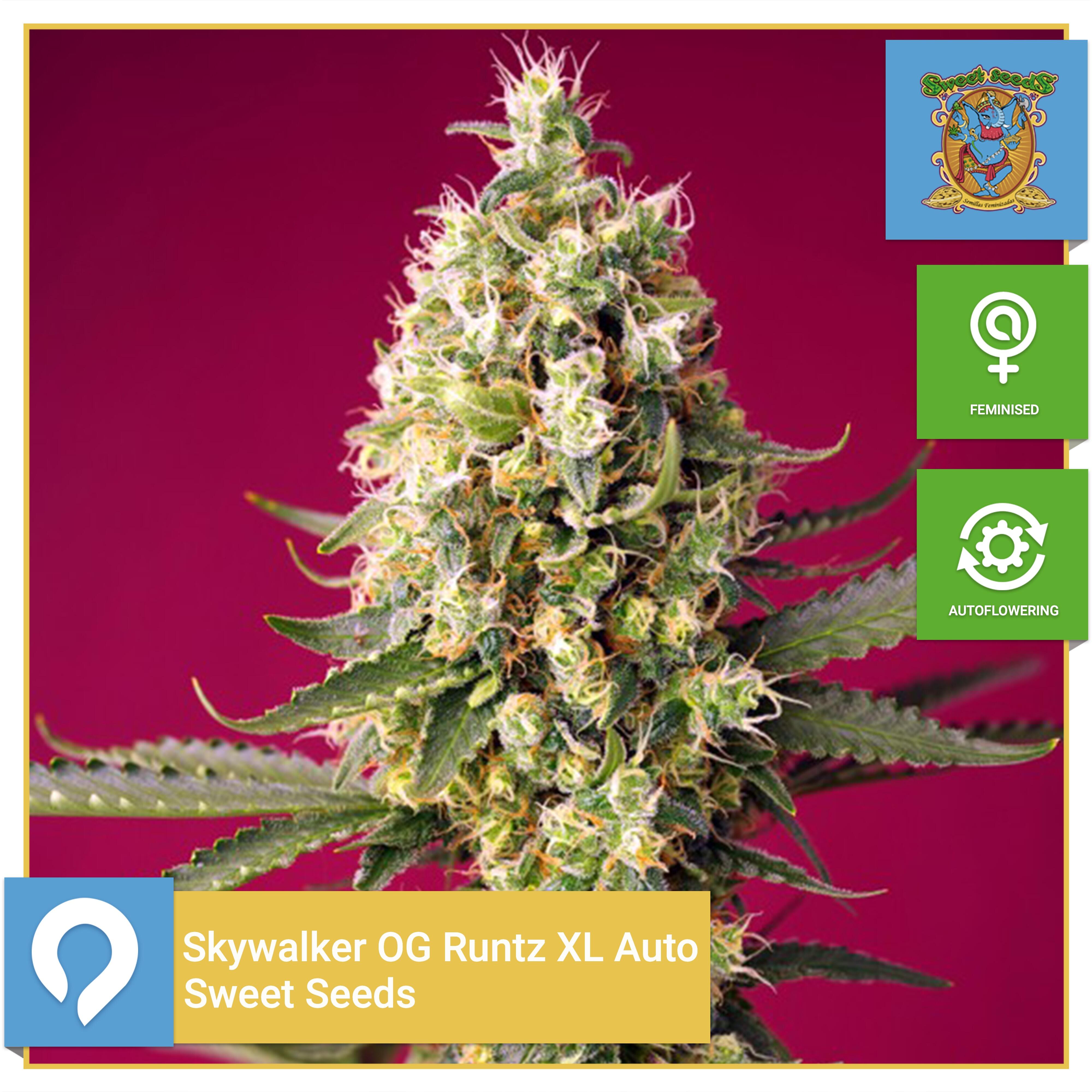 Skywalker OG Runtz XL Auto - Sweet Seeds - Feminised Seeds | Kazam Seeds