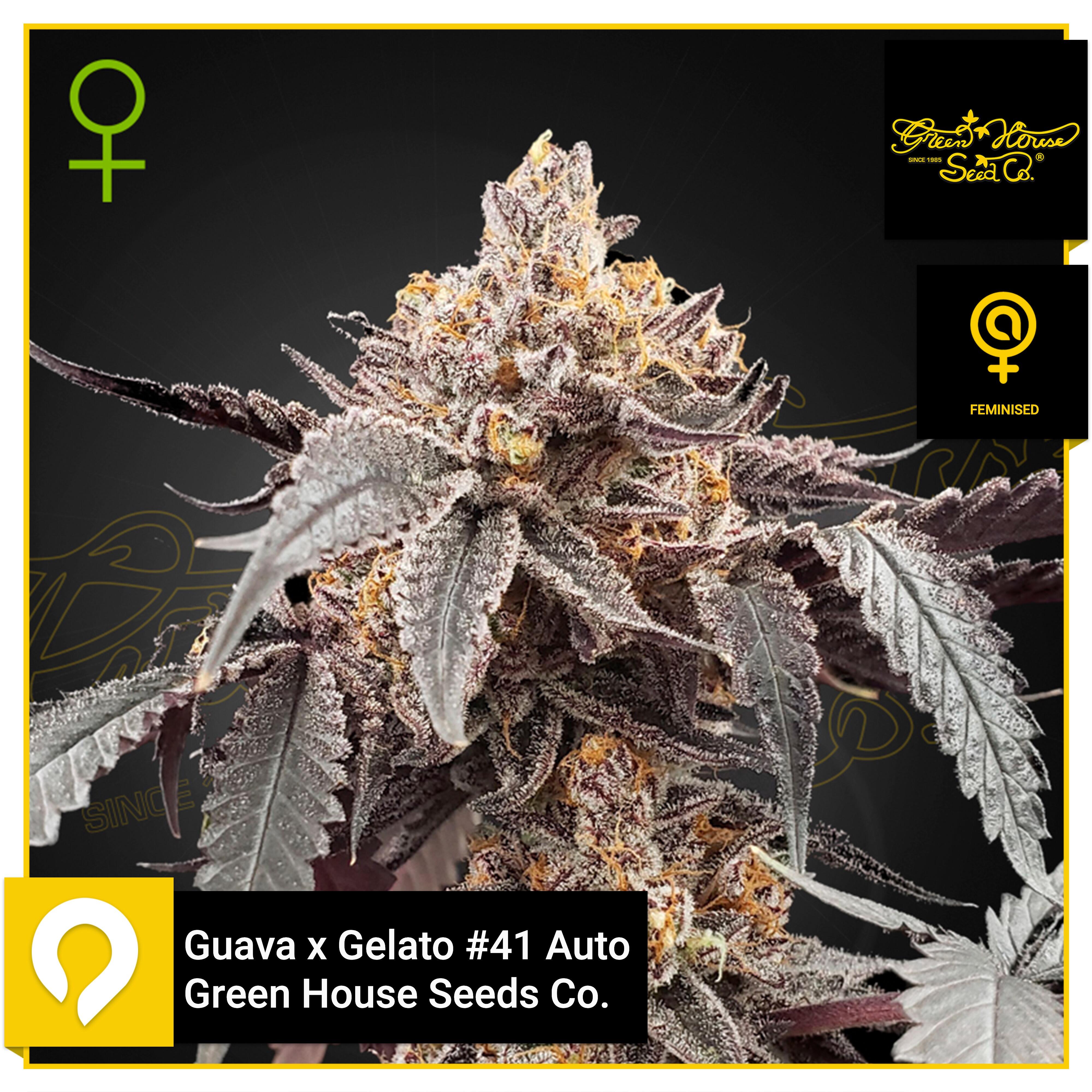 Guava x Gelato #41 Auto - Green House Seeds Co. - Feminised Seeds | Kazam Seeds