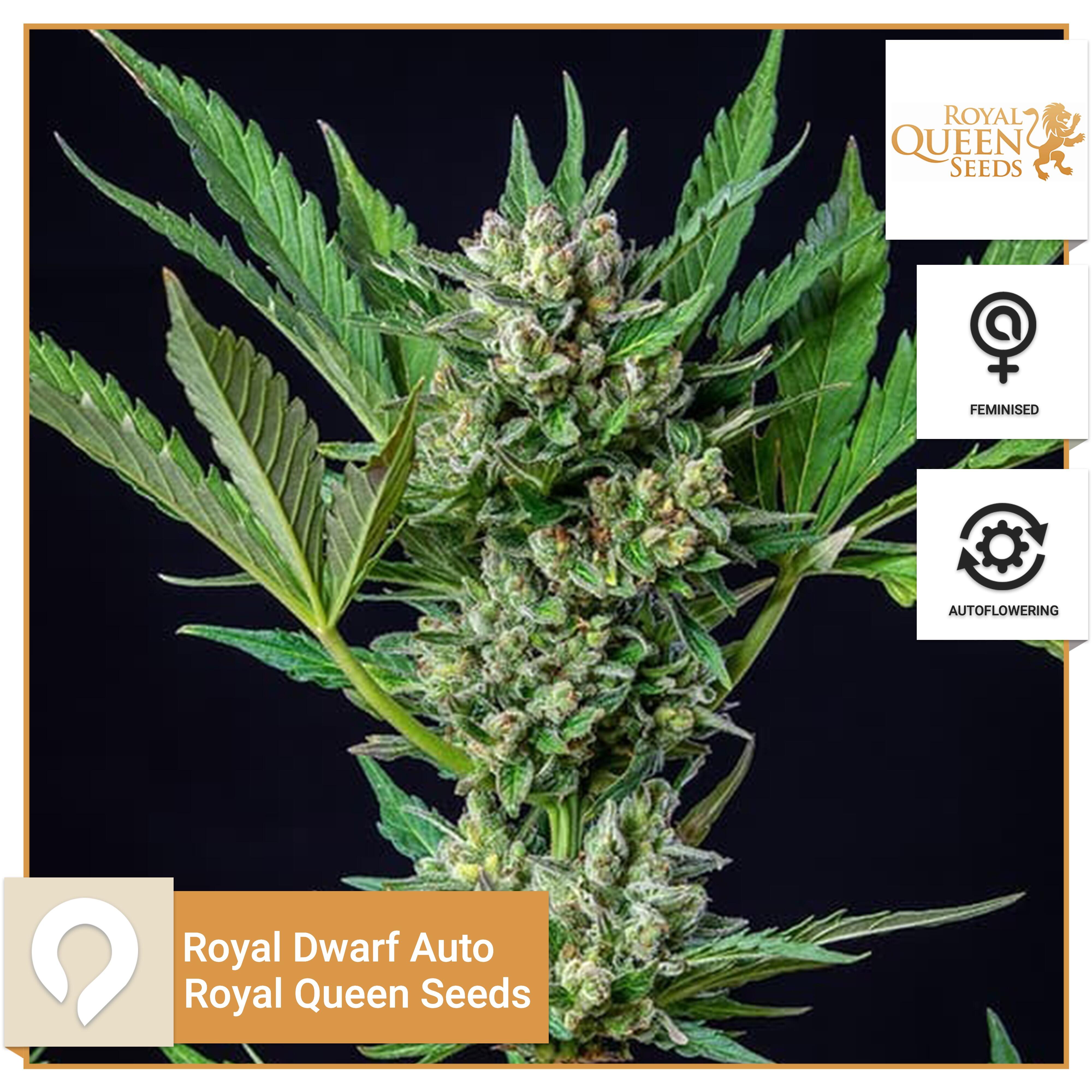 Royal Dwarf Auto - Royal Queen Seeds - Feminised Seeds | Kazam Seeds