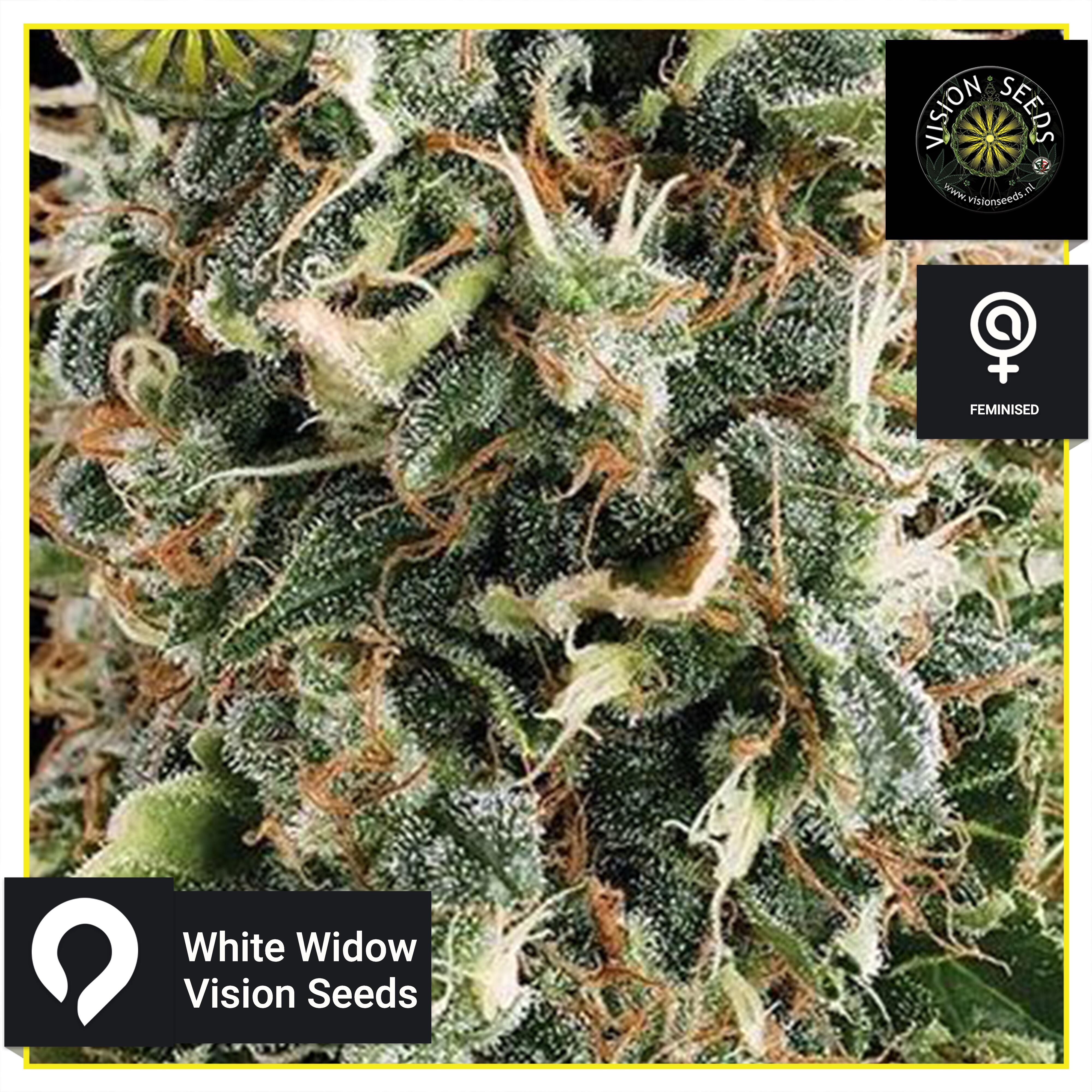 White Widow Vision Seeds Feminised Seeds Kazam Seeds