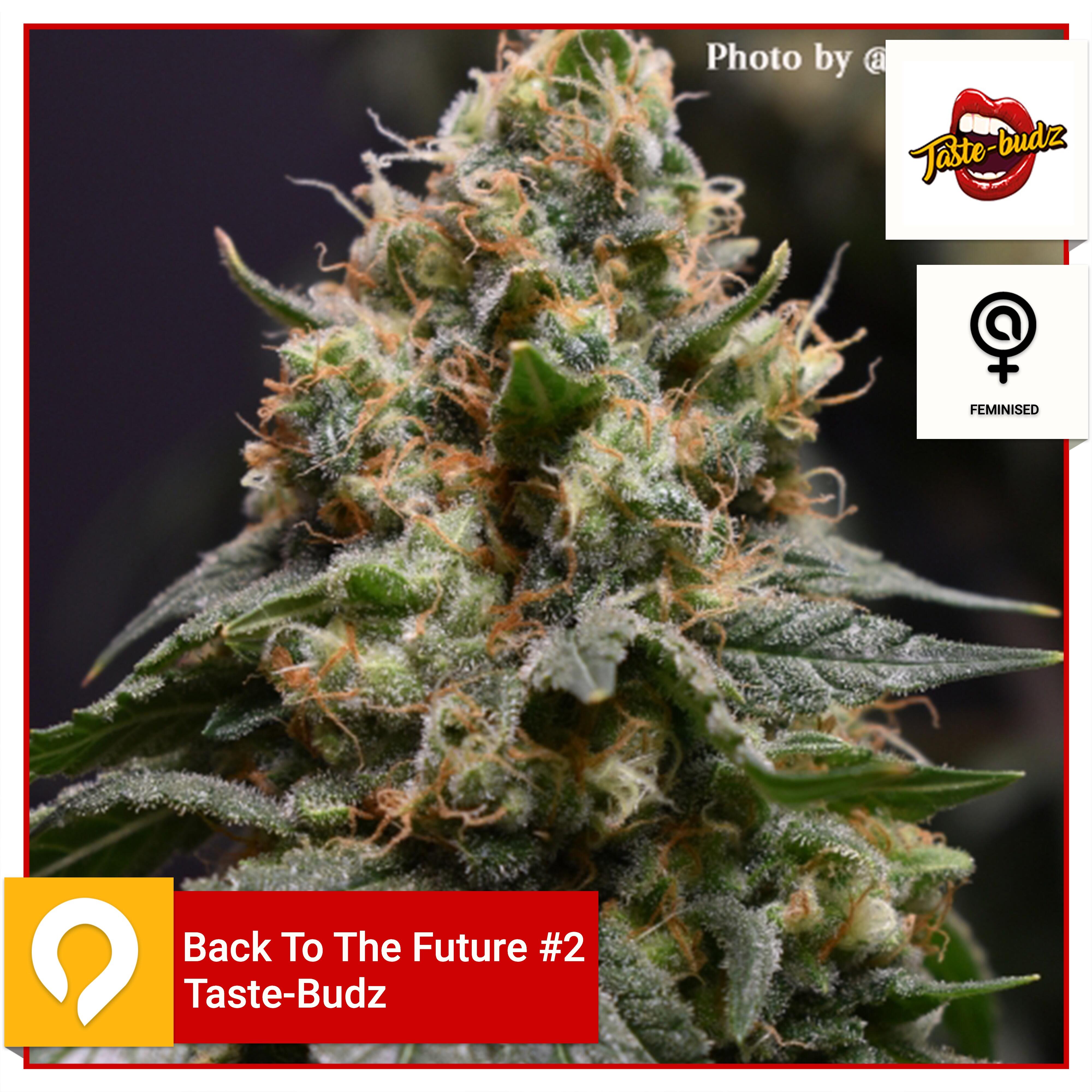 Back To The Future #2 - Tastebudz - Feminised Seeds | Kazam Seeds