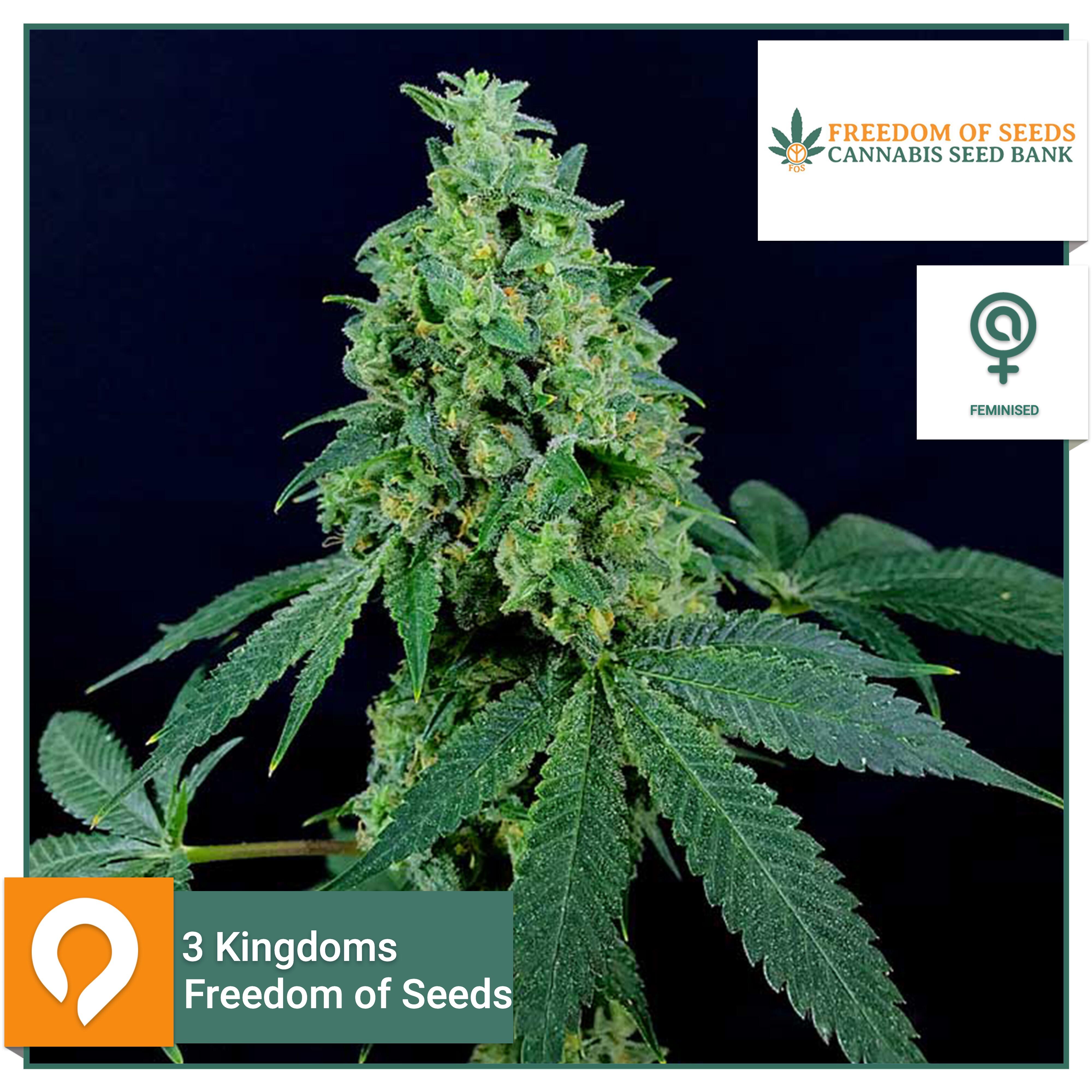 3 Kingdoms - Freedom of Seeds - Feminised Seeds | Kazam Seeds