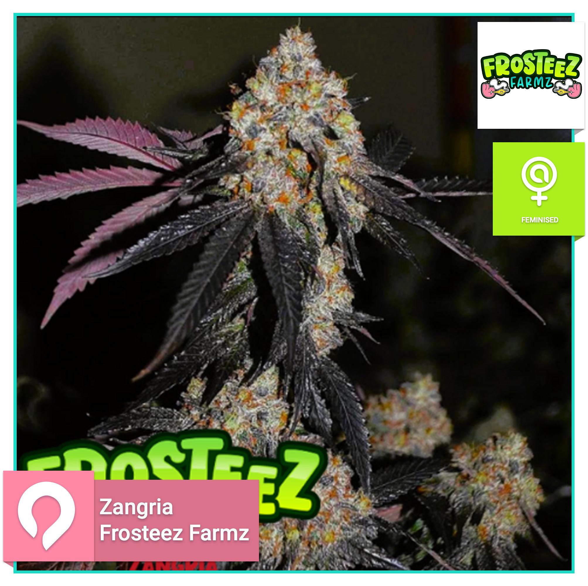 Zangria - Frosteez Farmz - Feminised Seeds | Kazam Seeds