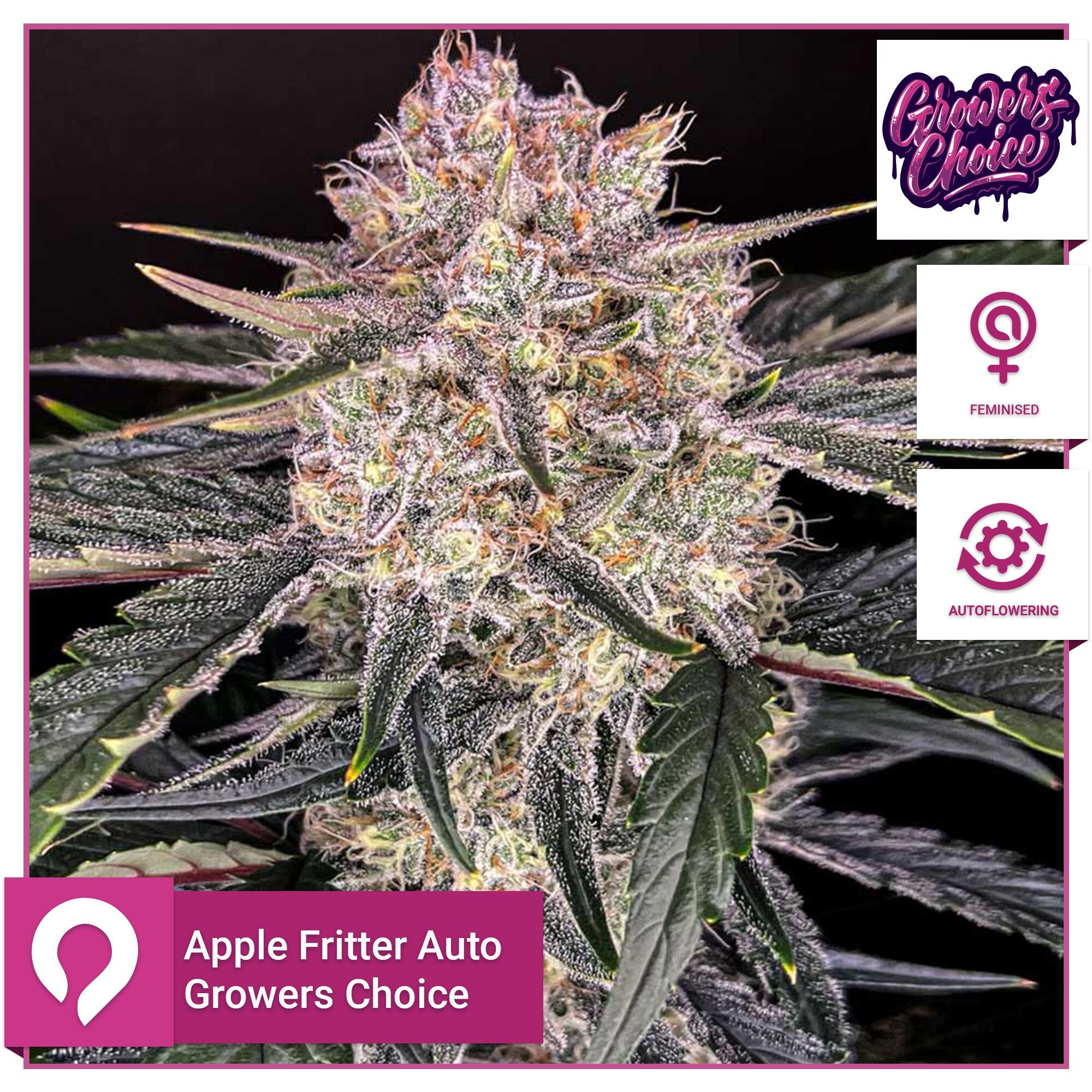 Apple Fritter Auto - Growers Choice - Feminised Seeds | Kazam Seeds