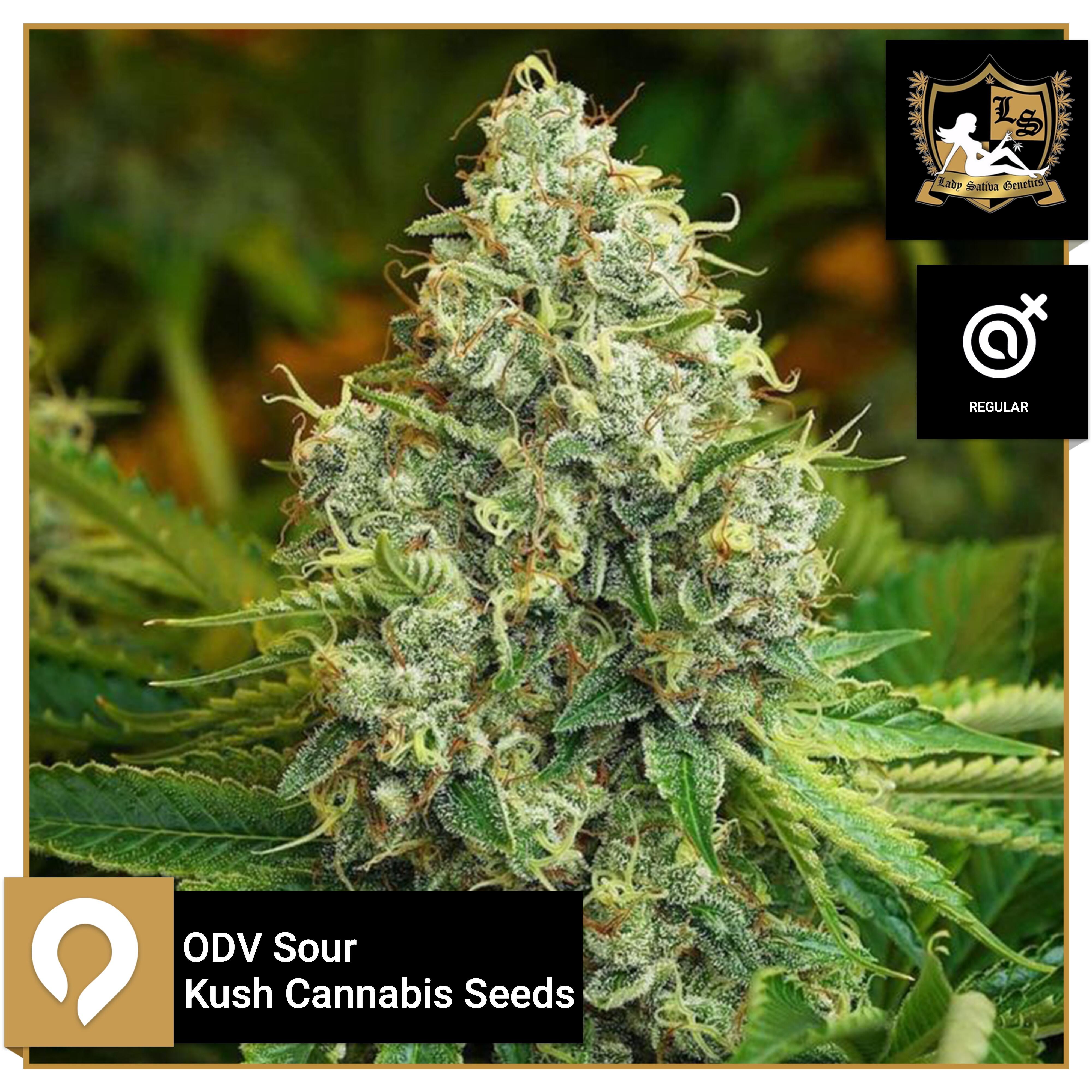 ODV Sour - Lady Sativa Genetics - Regular Seeds | Kazam Seeds