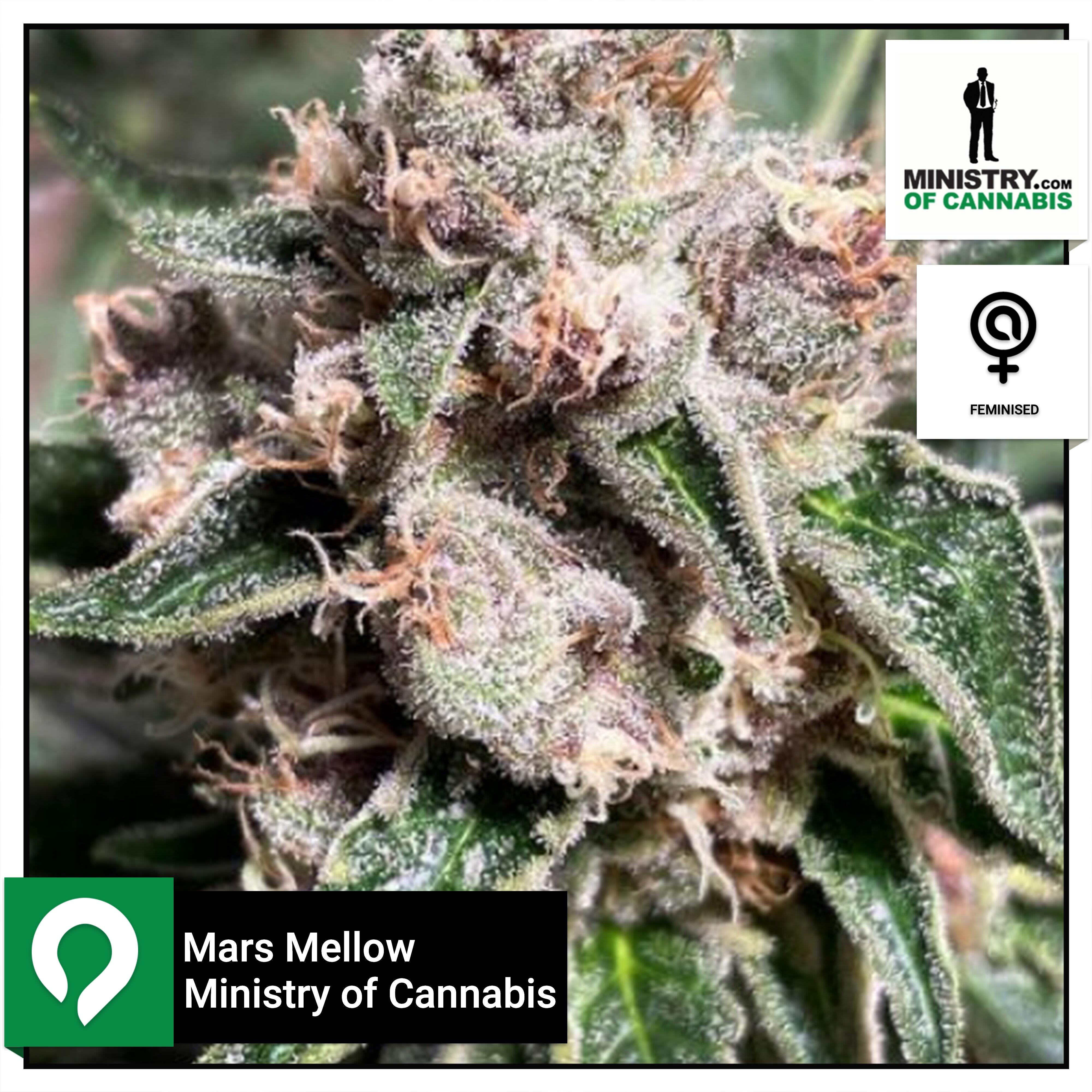 Mars Mellow - Ministry of Cannabis - Feminised Seeds | Kazam Seeds