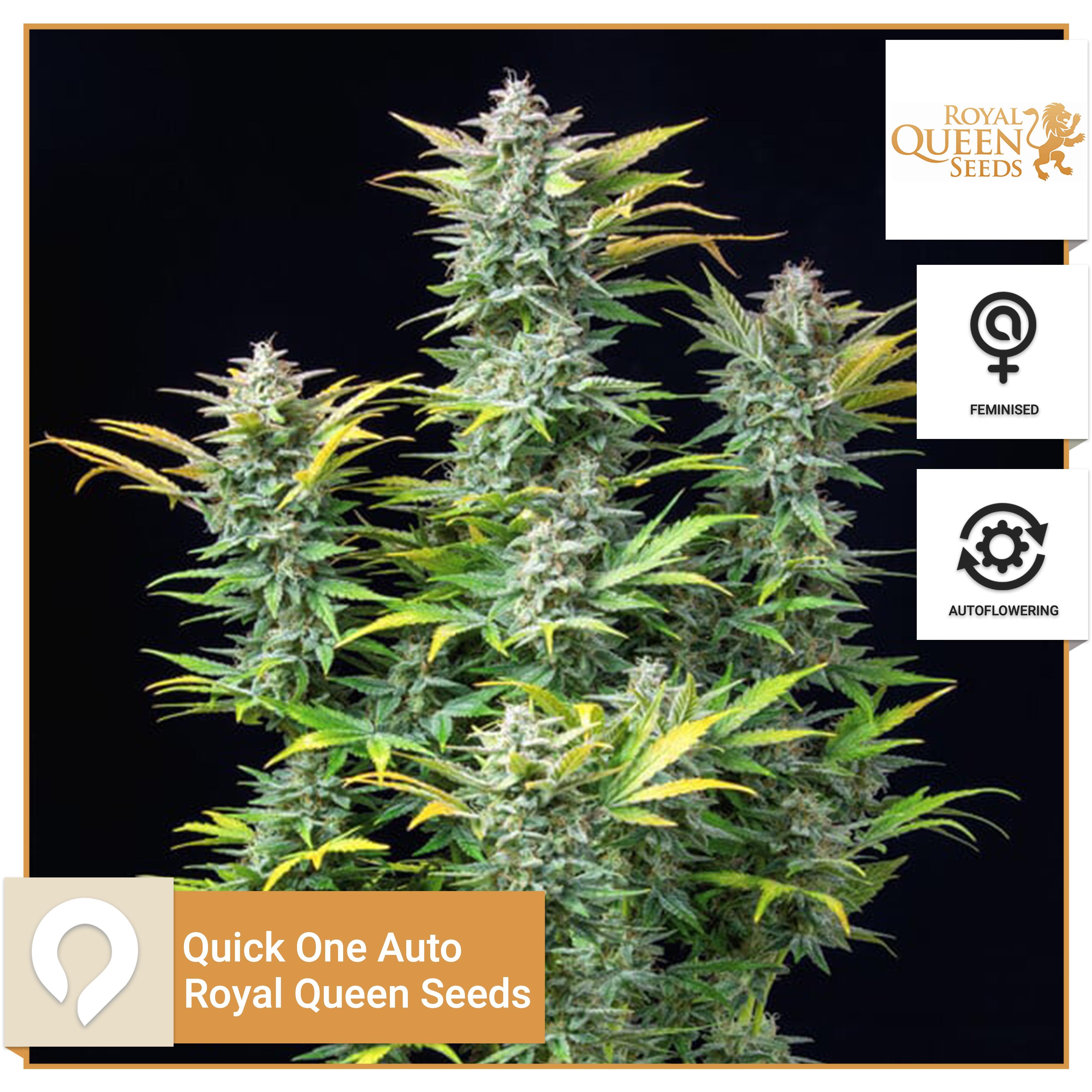 Quick One Auto - Royal Queen Seeds - Feminised Seeds | Kazam Seeds Quick One Auto - Royal Queen Seeds - Feminised Seeds | Kazam Seeds