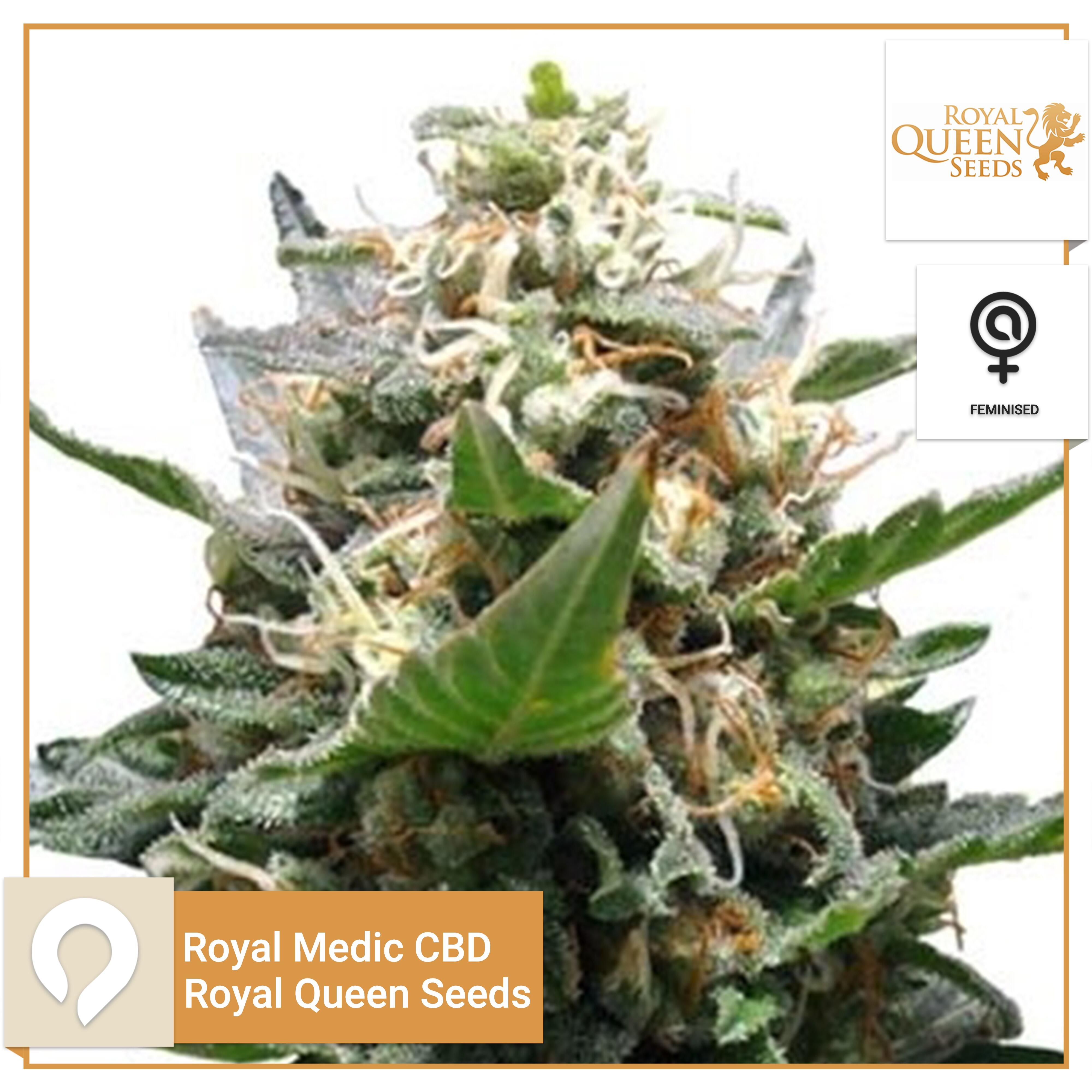 Royal Medic Cbd Royal Queen Seeds Feminised Seeds Kazam Seeds