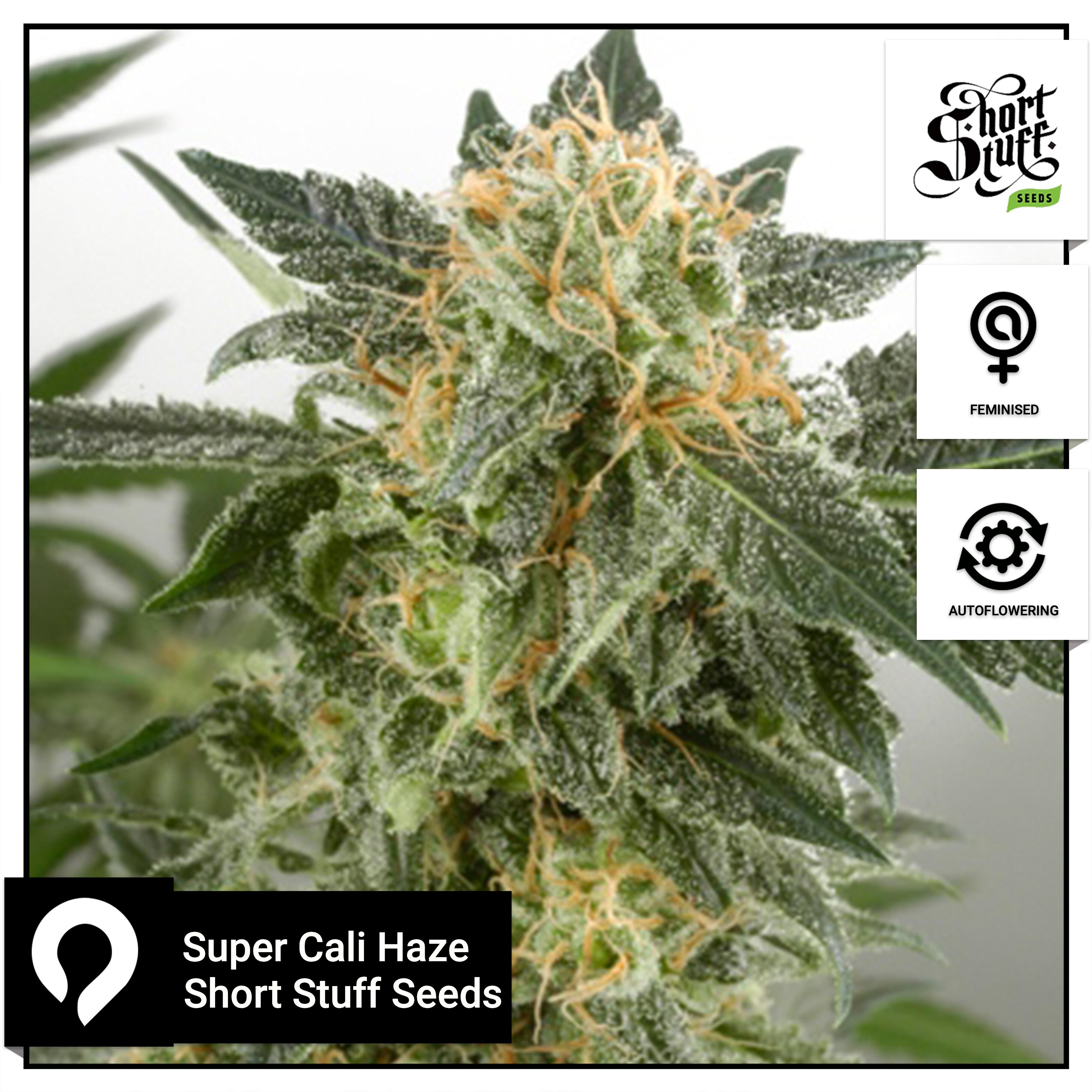 Super Cali Haze - Short Stuff Seeds - Feminised Seeds | Kazam Seeds