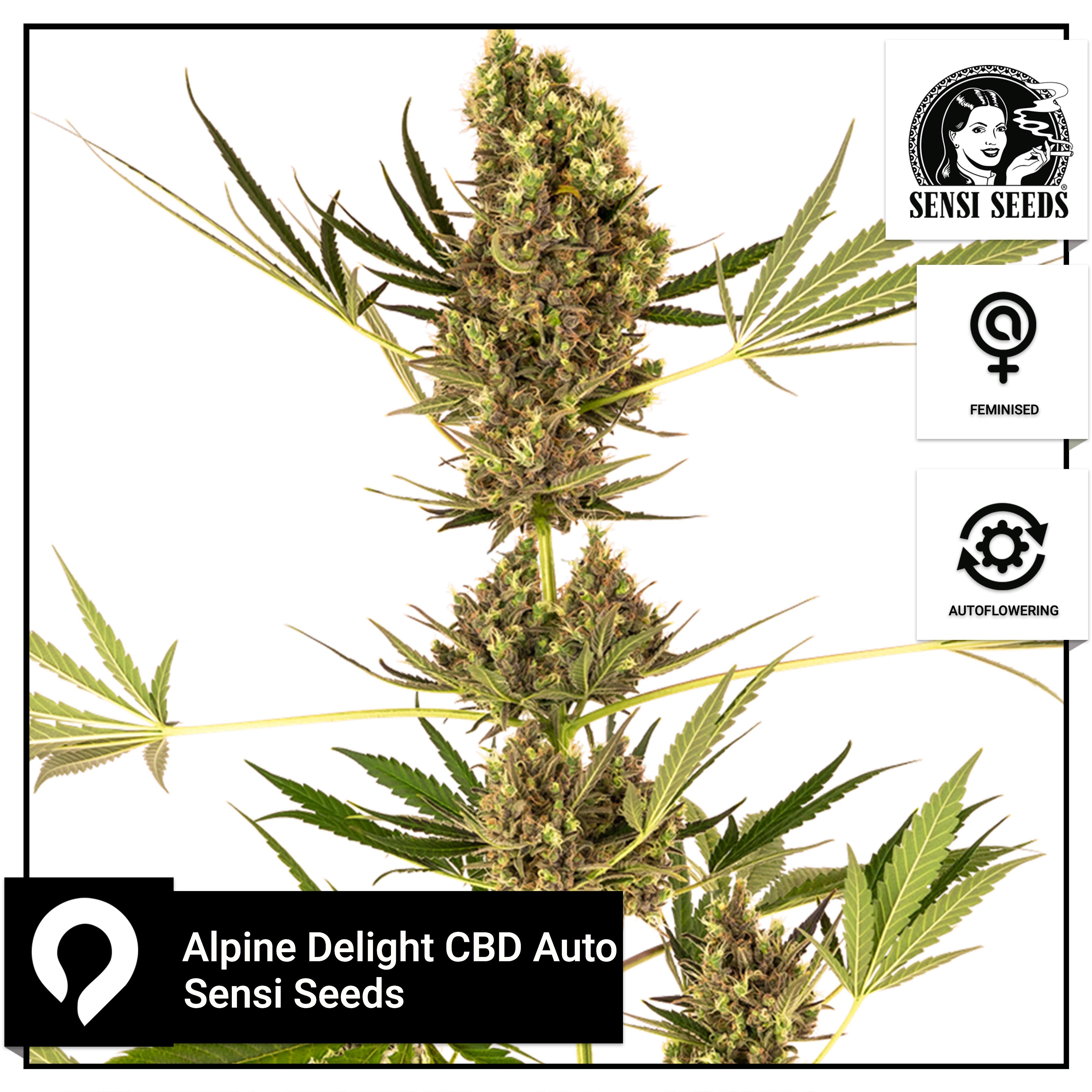 Alpine Delight Cbd Auto Sensi Seeds Feminised Seeds Kazam Seeds