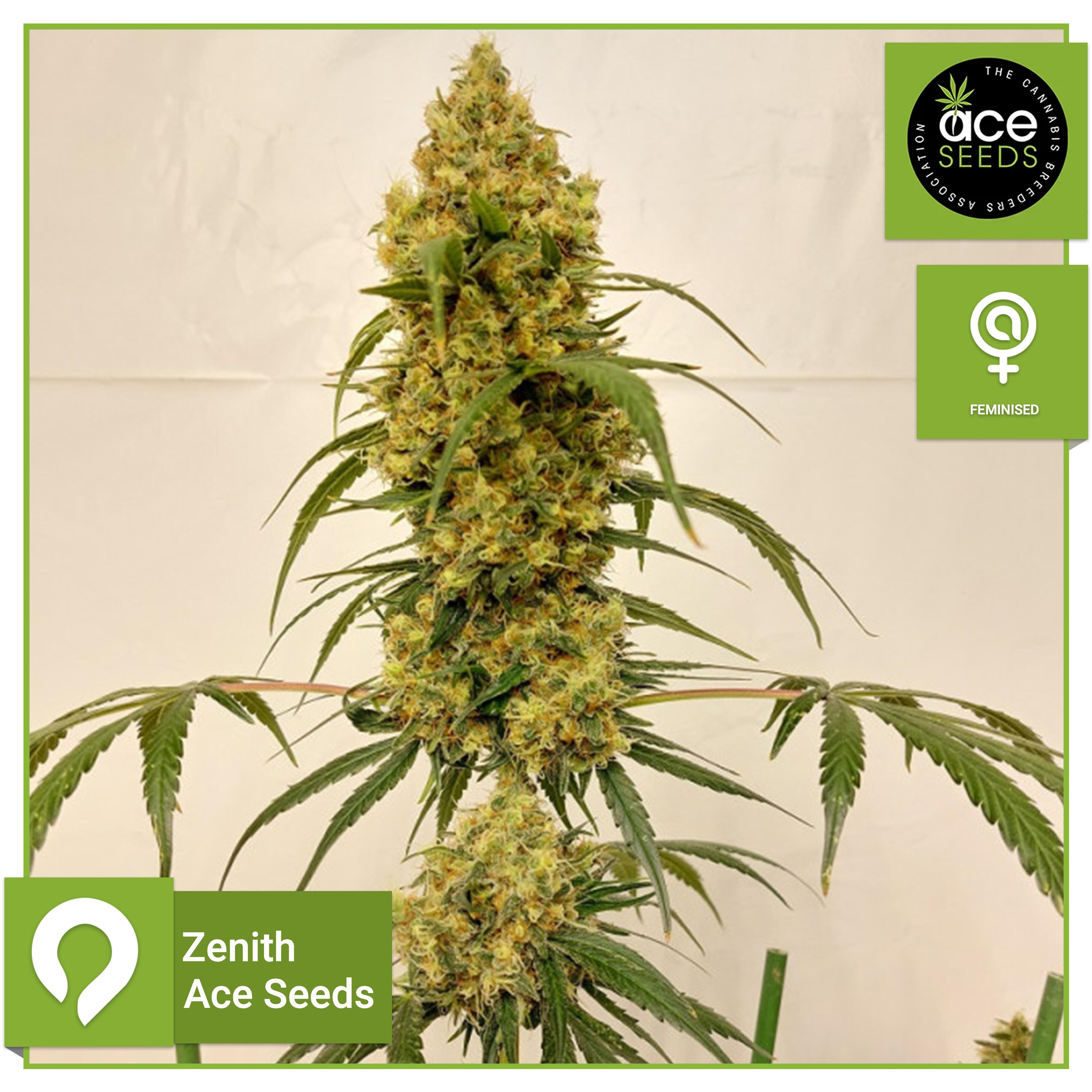 Zenith - Ace Seeds - Feminised Seeds | Kazam Seeds